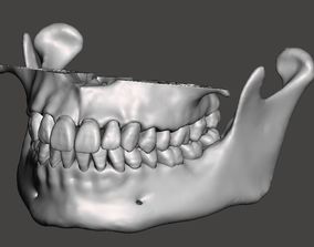 Maxillary 3D Models | CGTrader