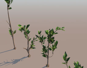Mangrove 3D Models | CGTrader