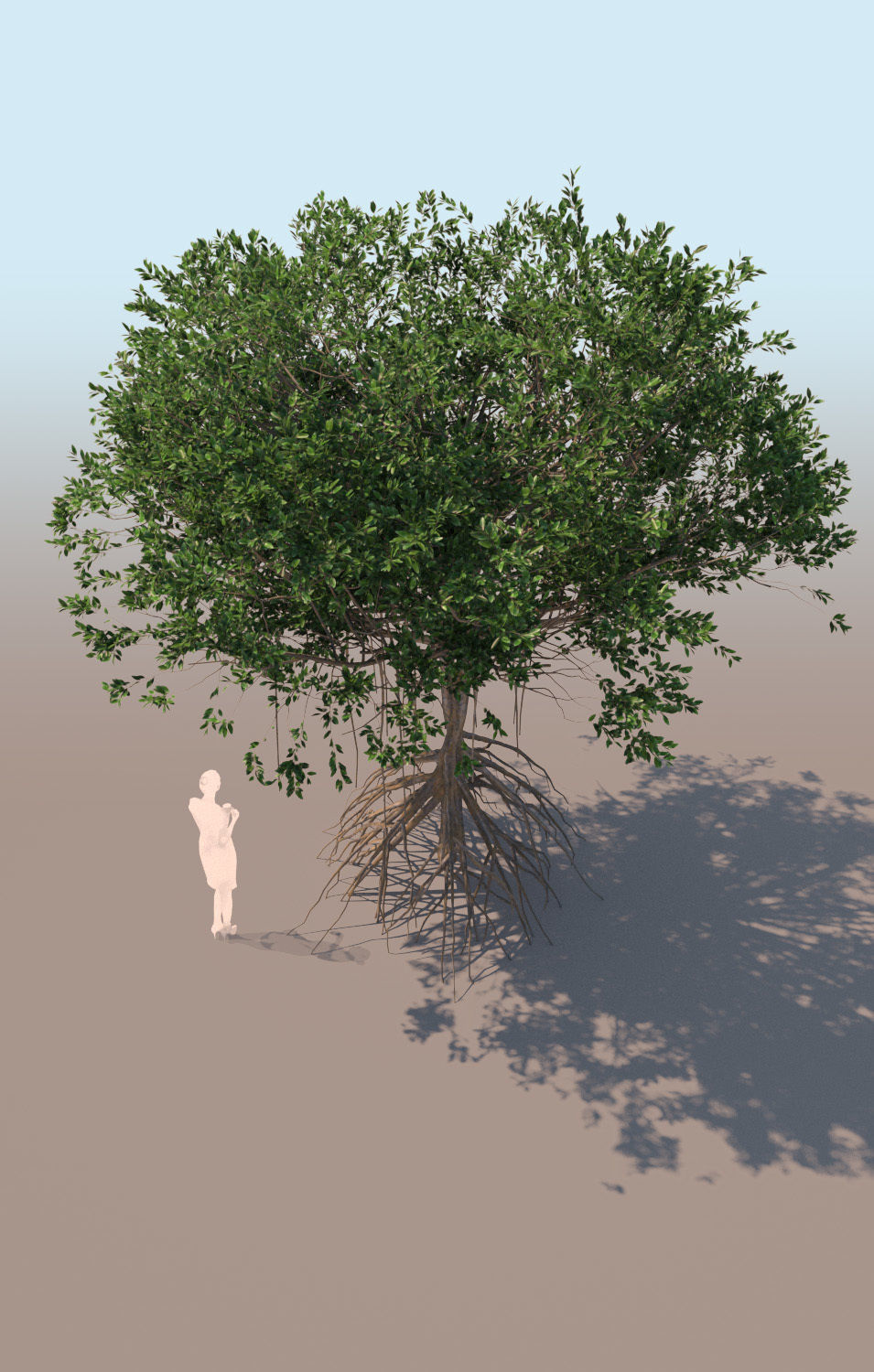 mangrove tree B rhizophora mangle 3D model | CGTrader