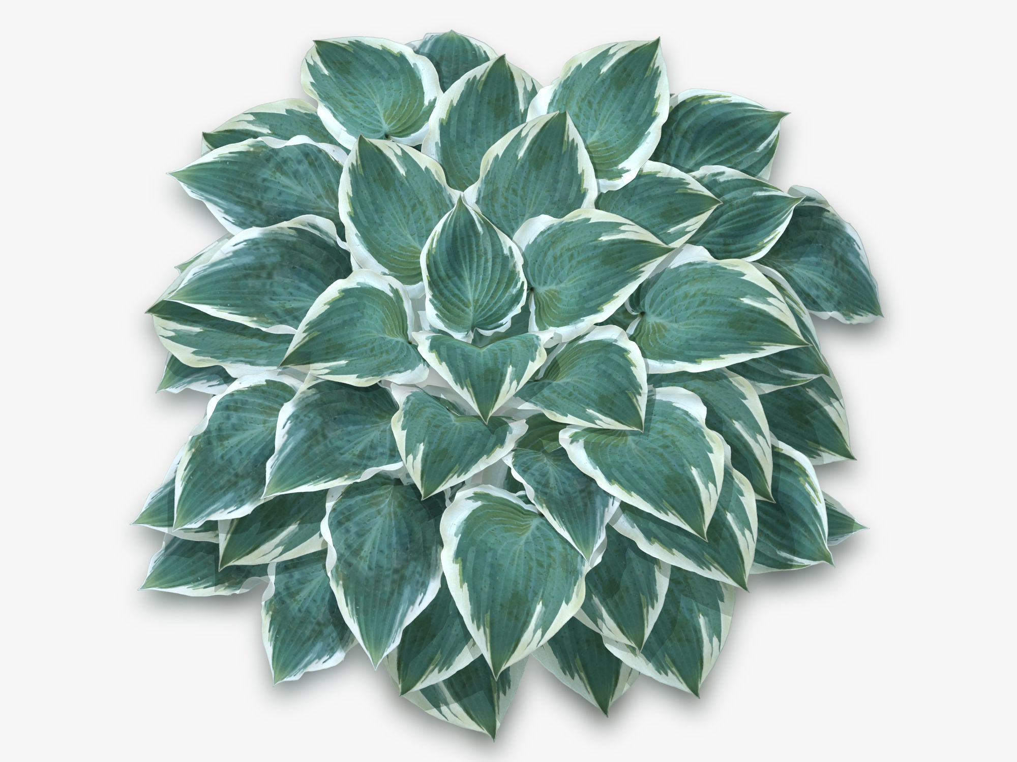 3D model Hosta Stone VR / AR / low-poly | CGTrader