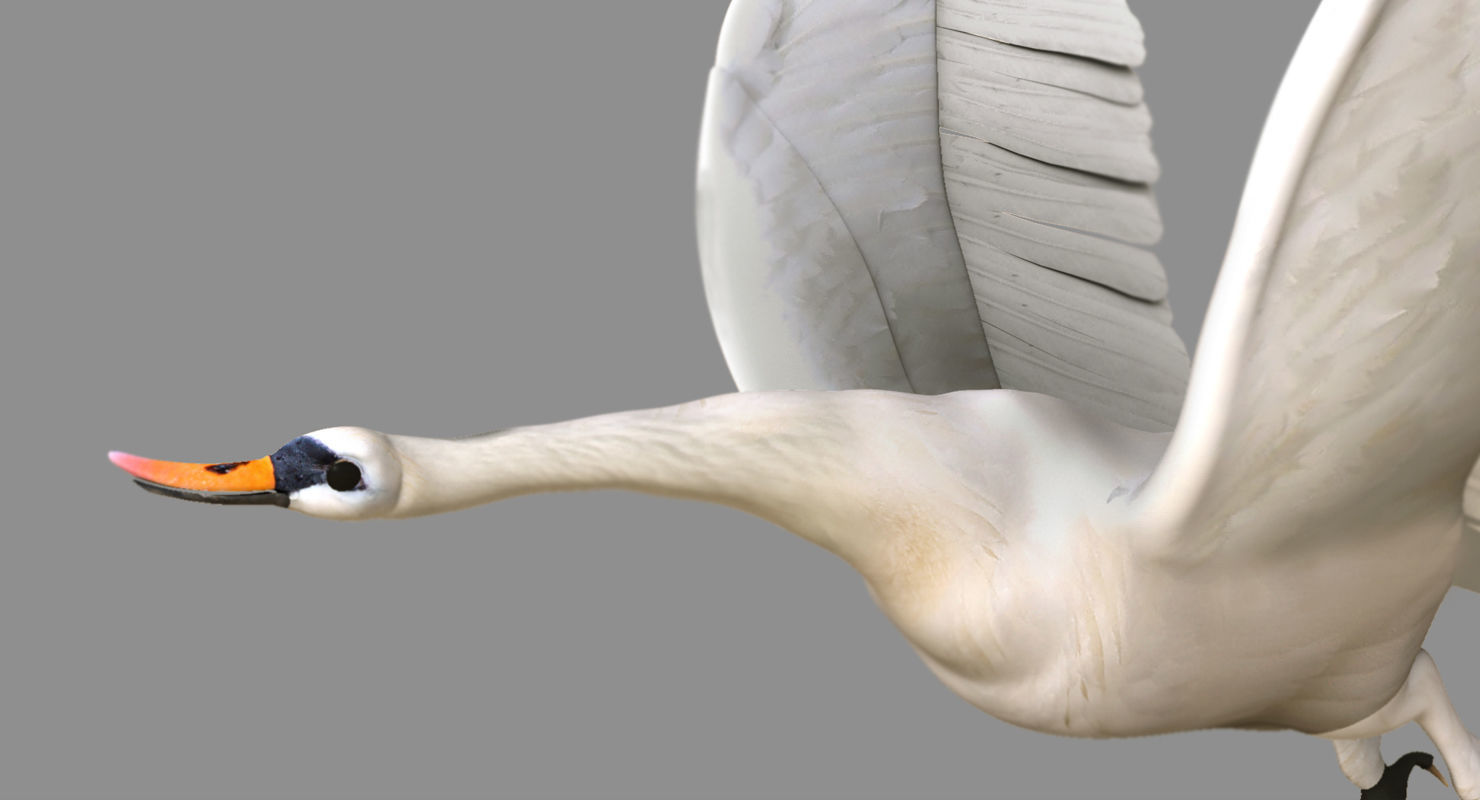 swan 3d model 3D model | CGTrader