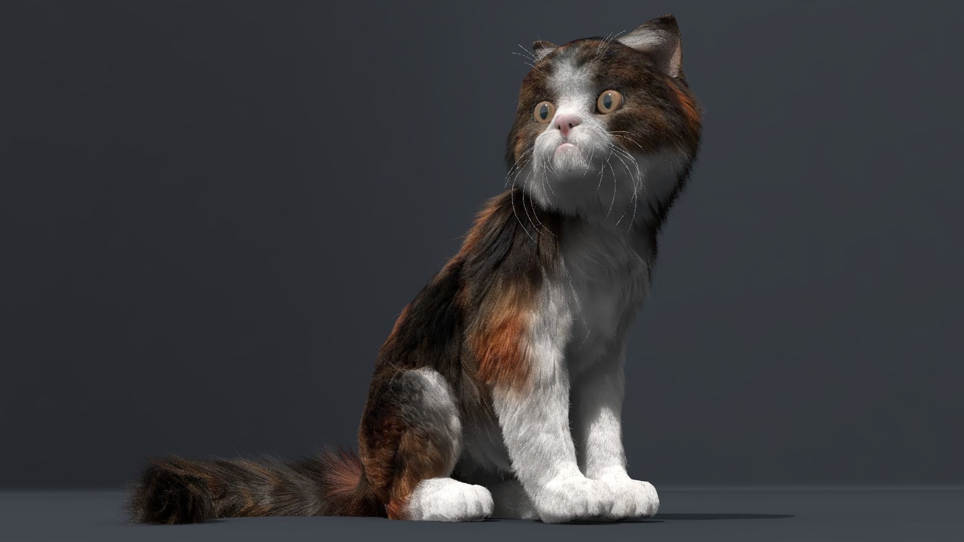 Cat Fur Rig 3D model rigged | CGTrader