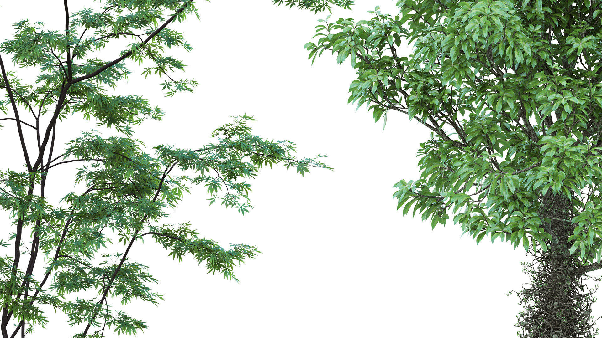 60 Cutout Trees Collection Texture | CGTrader