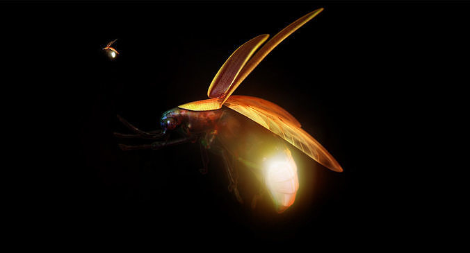 firefly 3d model 3D model | CGTrader