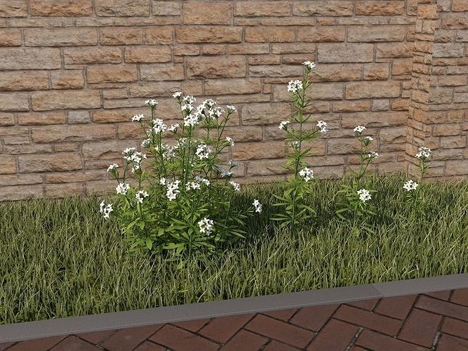 SET of 4 Weed plants with white flowers 3D model rigged | CGTrader