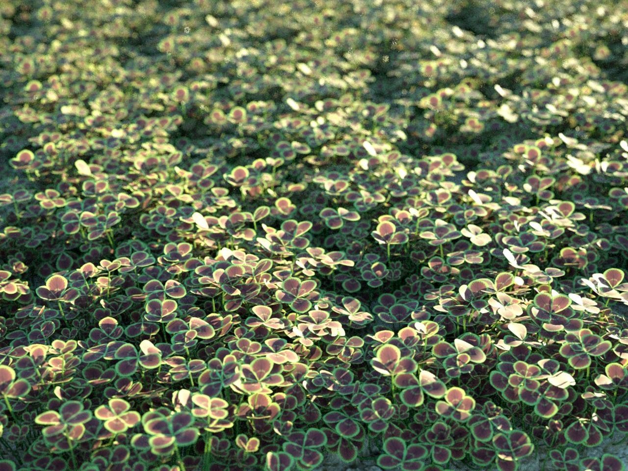 Clover realistic set free 3D model rigged | CGTrader