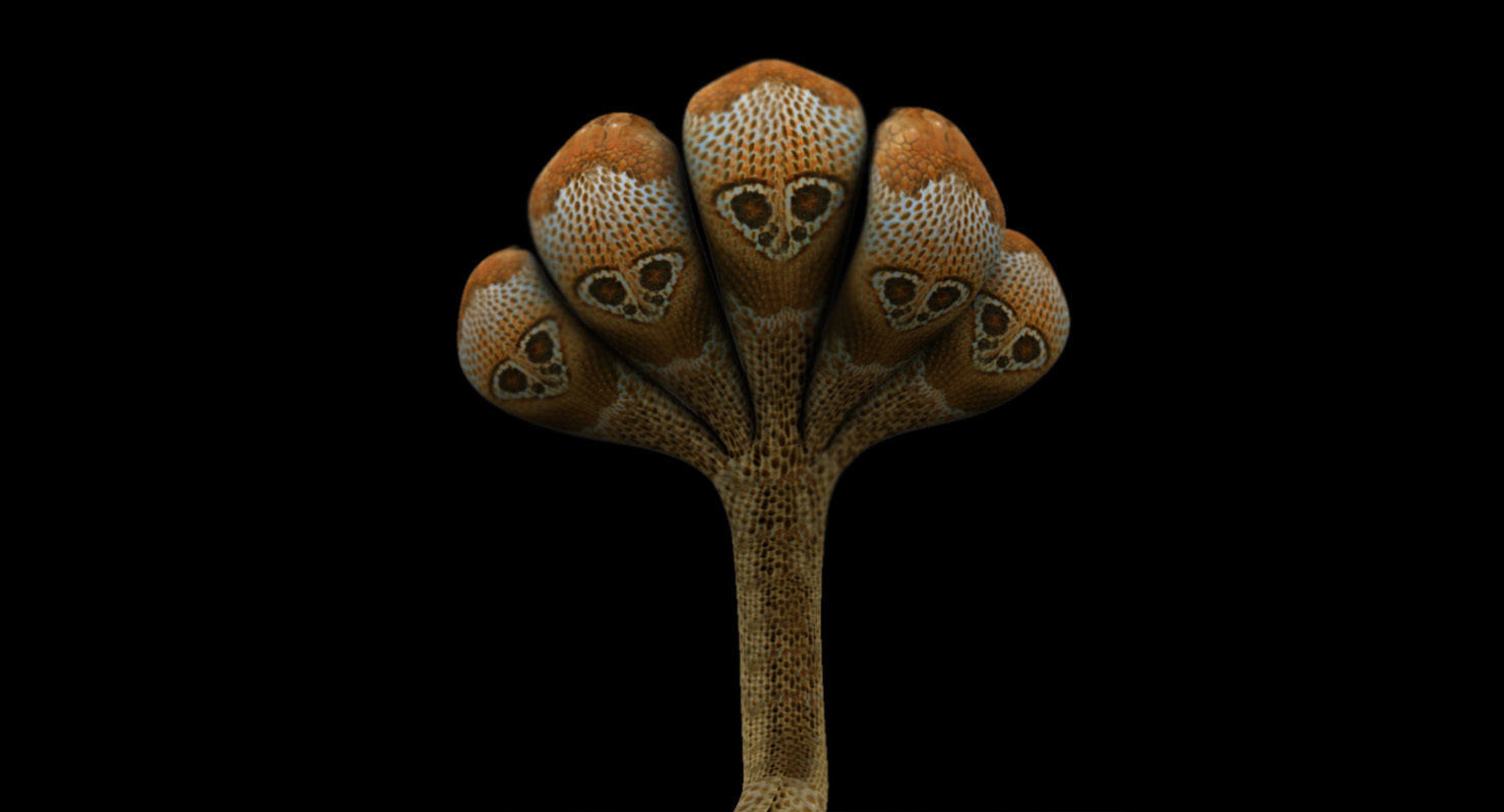five head snake rigged model 3D model rigged | CGTrader