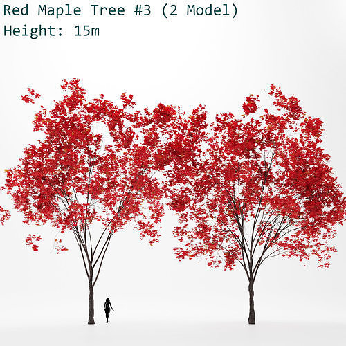 Red Maple Tree 3D model | CGTrader
