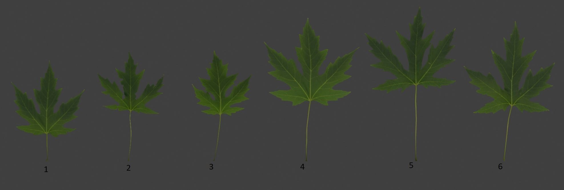 Maple 2 leaf 3D models 3D model | CGTrader