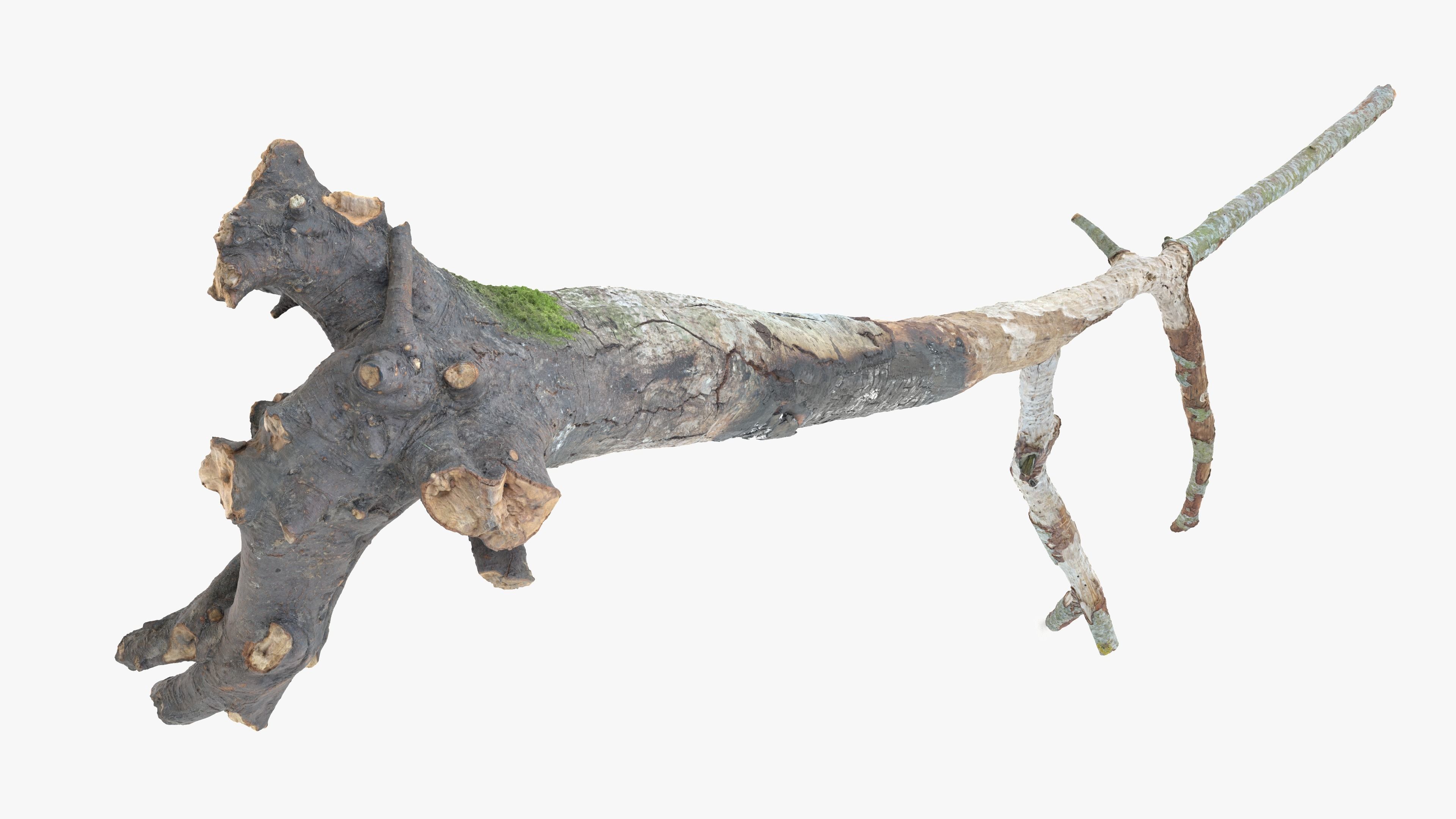 3D model Withered Broken Tree with Roots VR / AR / low-poly | CGTrader