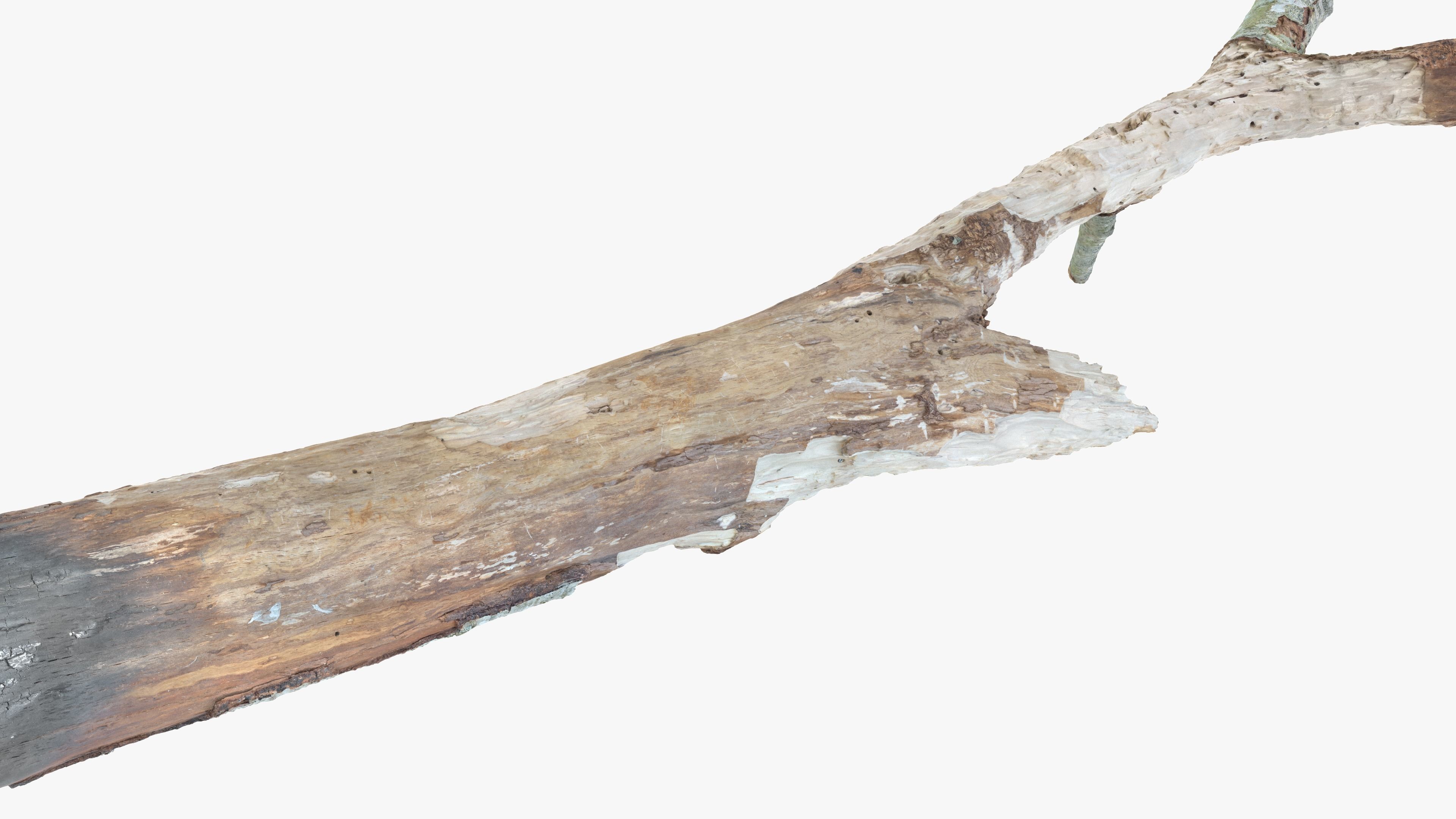 3D model Withered Broken Tree with Roots VR / AR / low-poly | CGTrader