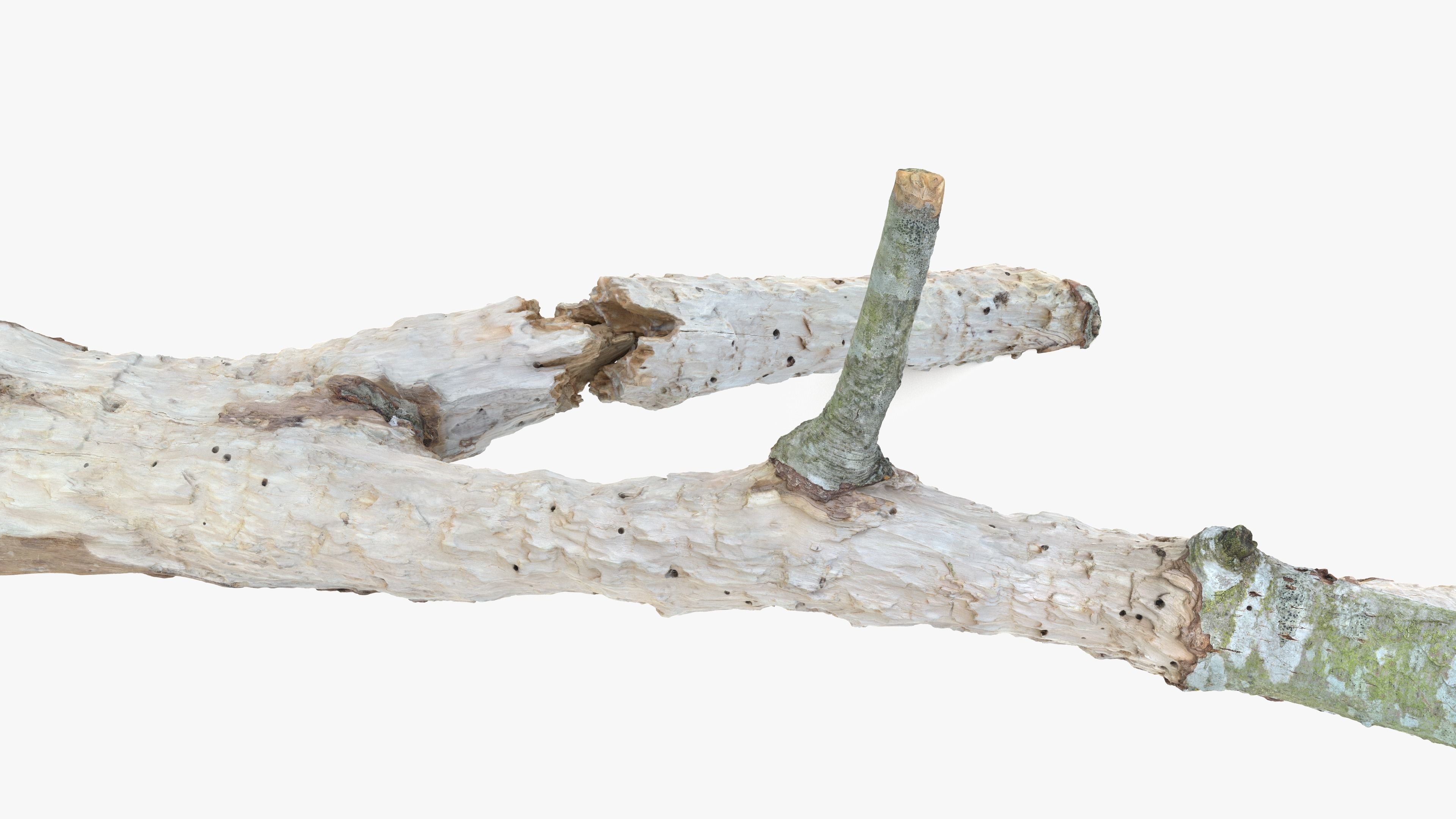 3D model Withered Broken Tree with Roots VR / AR / low-poly | CGTrader
