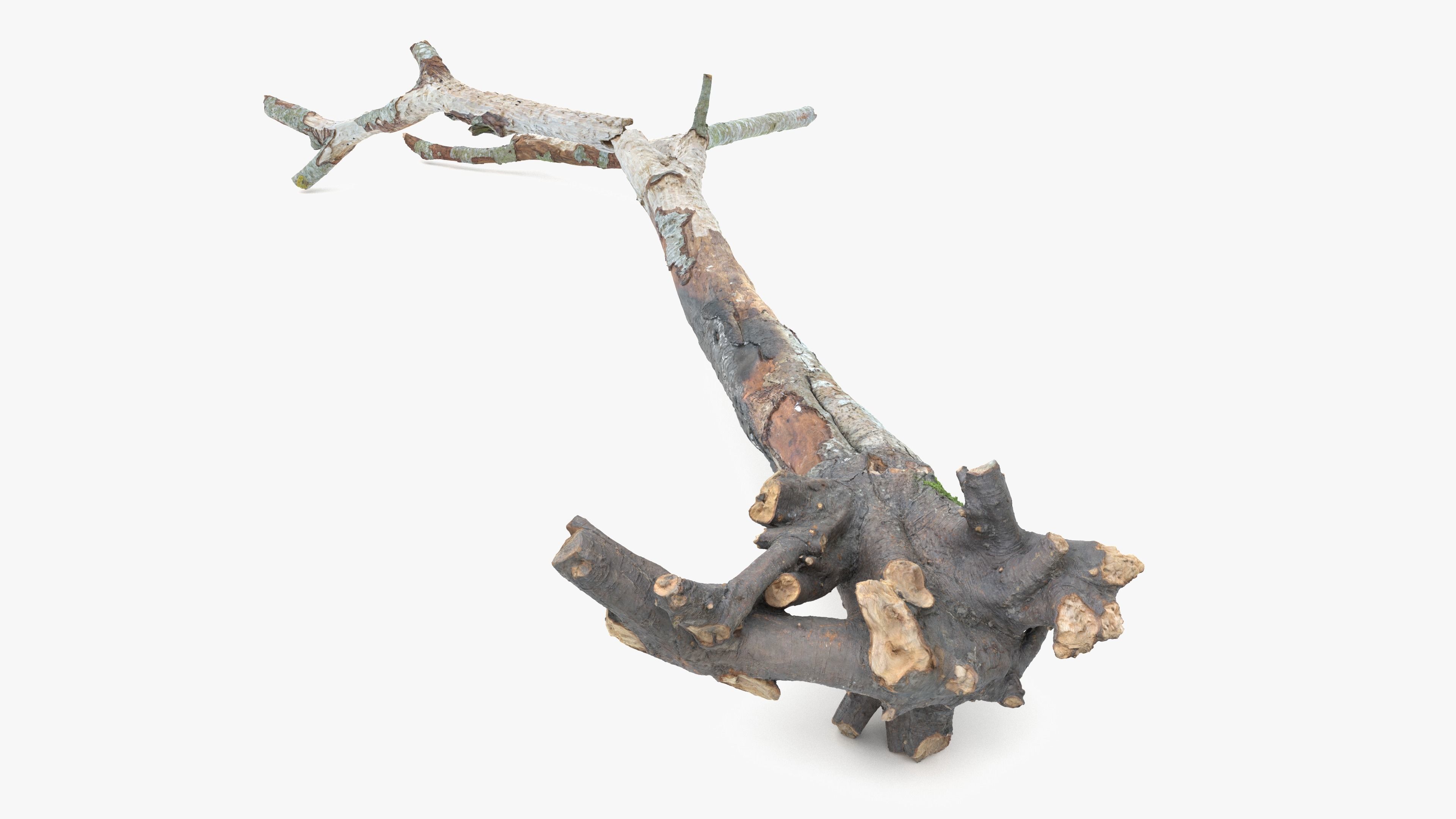 3D model Withered Broken Tree with Roots VR / AR / low-poly | CGTrader