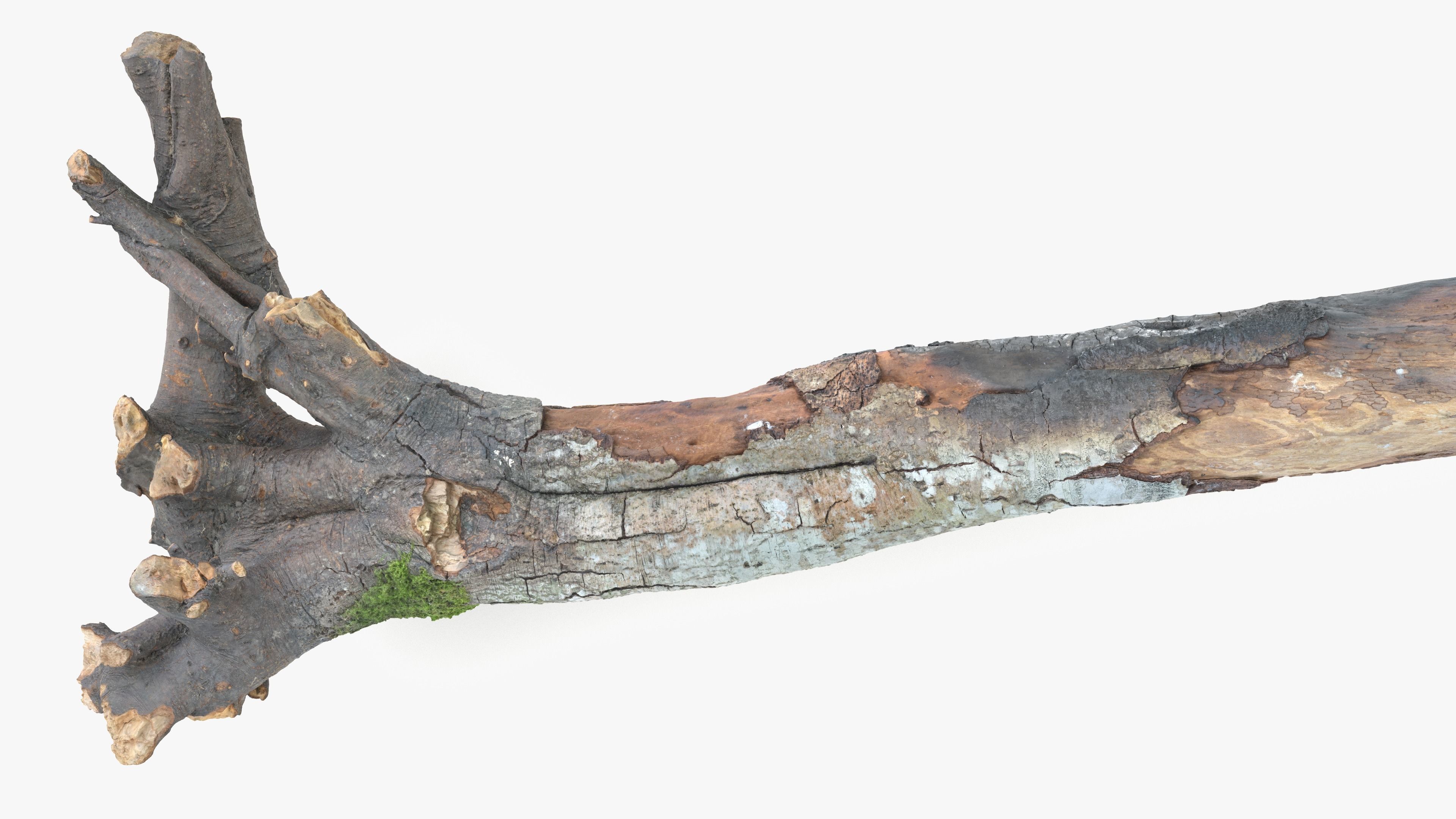 3D model Withered Broken Tree with Roots VR / AR / low-poly | CGTrader