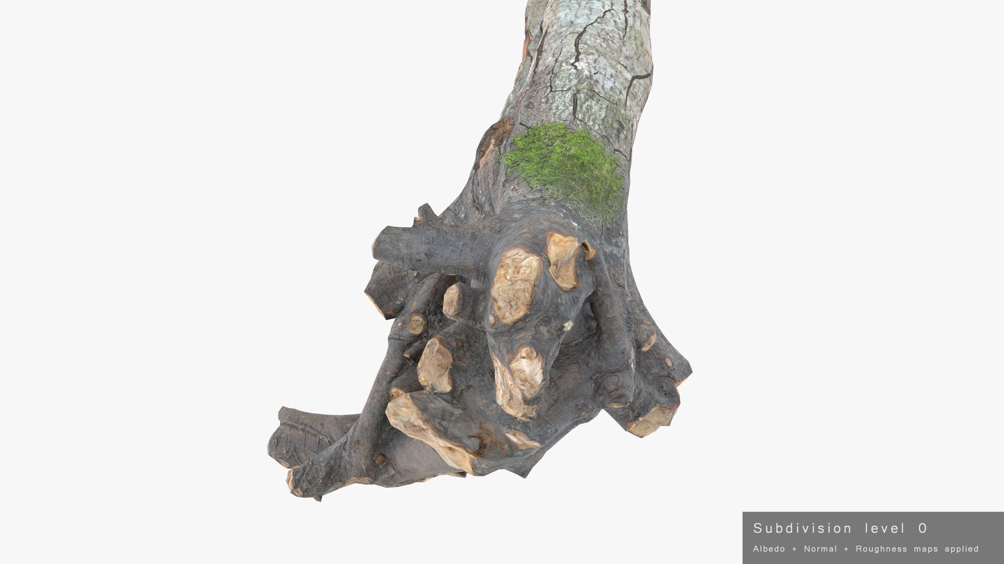 3D model Withered Broken Tree with Roots VR / AR / low-poly | CGTrader