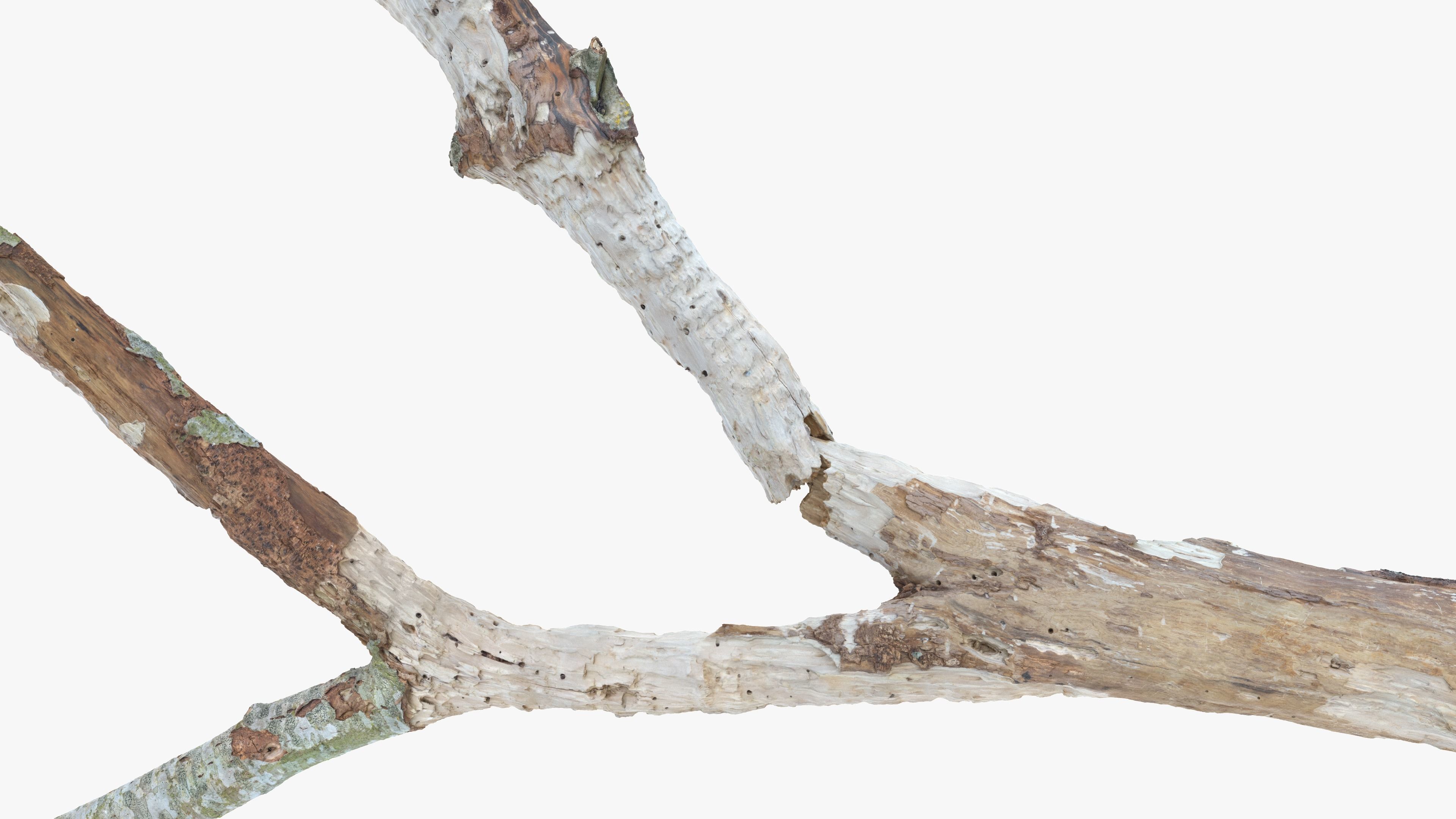 3D model Withered Broken Tree with Roots VR / AR / low-poly | CGTrader