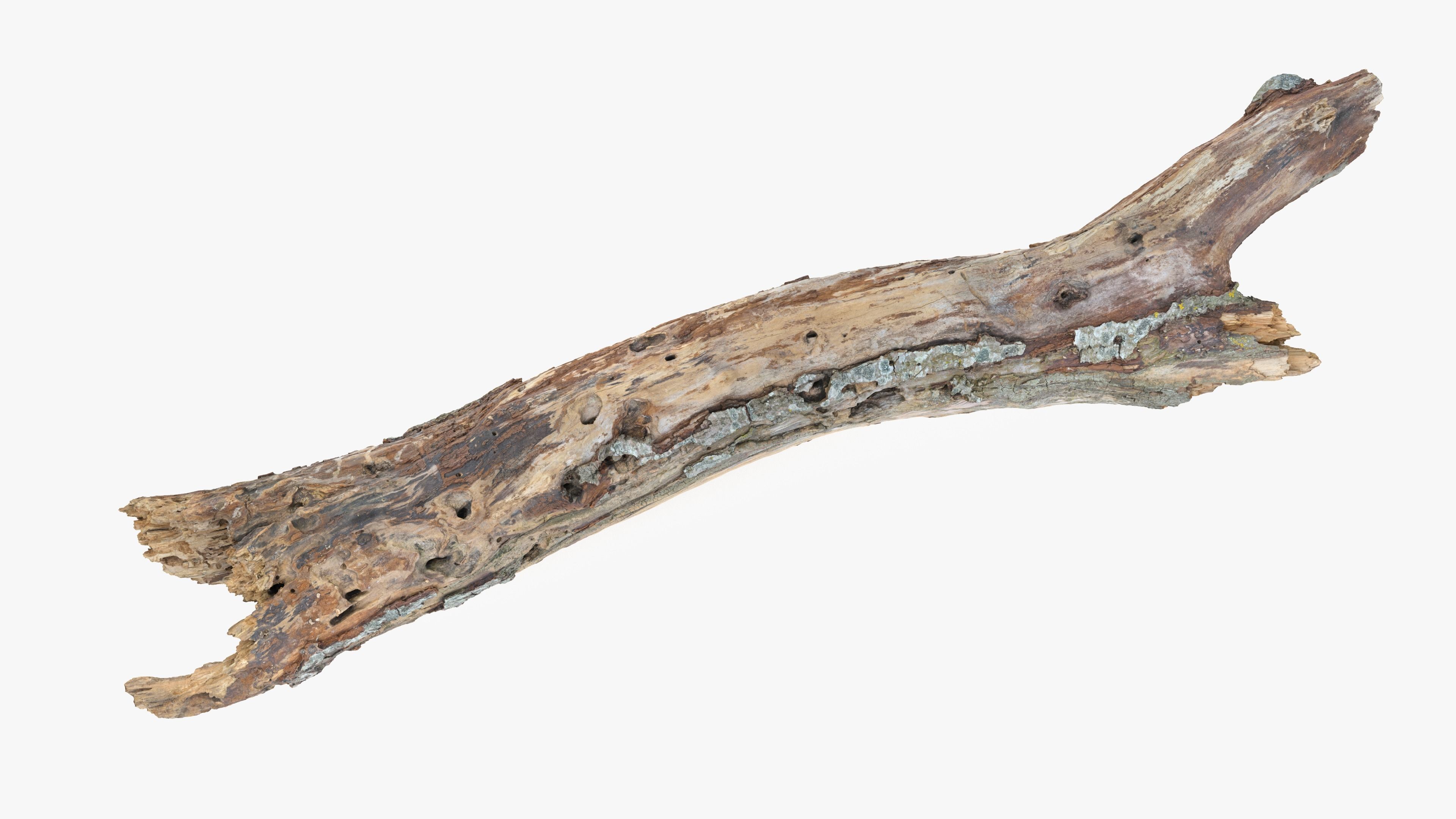 3D model Withered Tree Hide VR / AR / low-poly | CGTrader