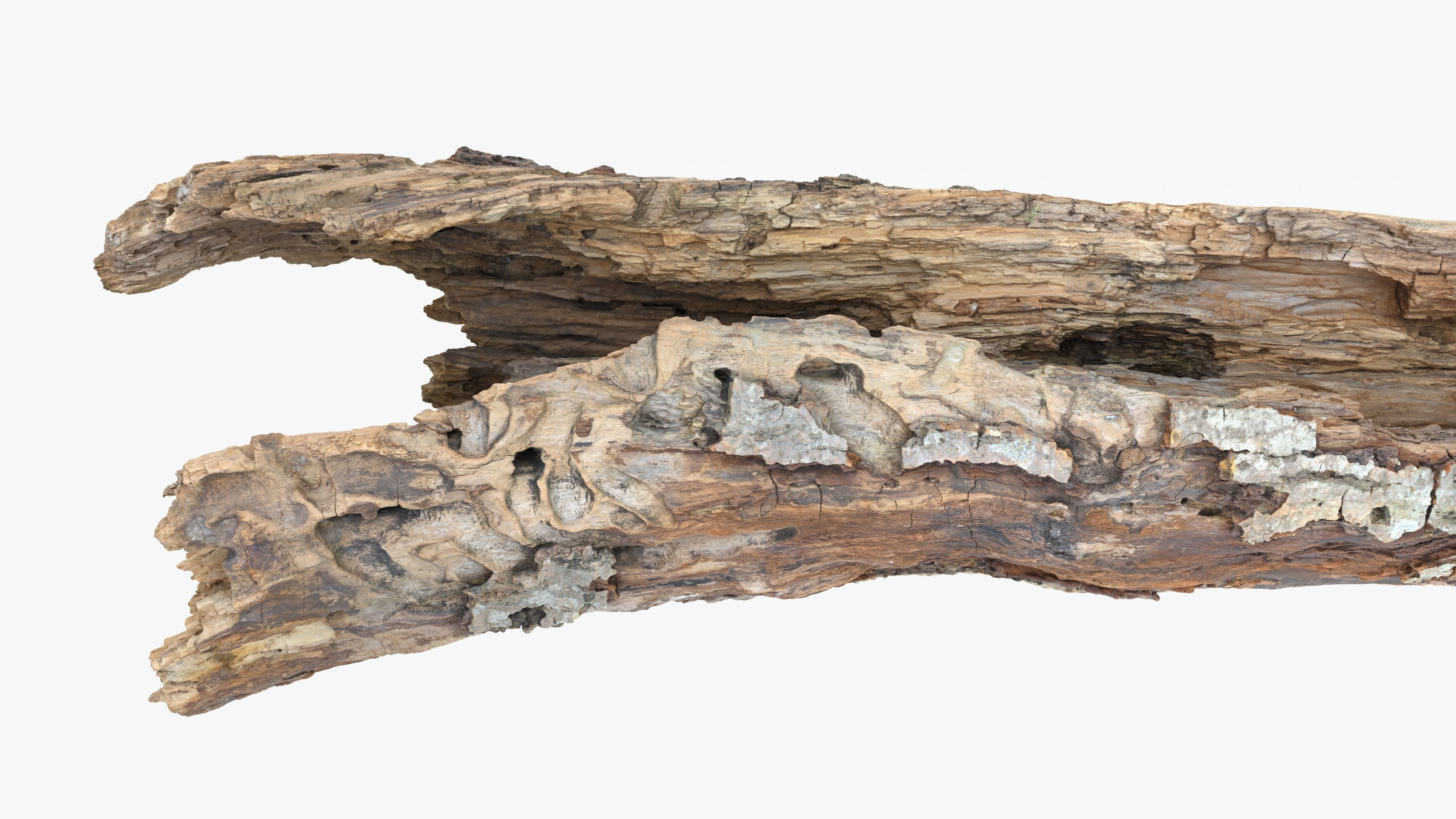 3D model Withered Tree Hide VR / AR / low-poly | CGTrader