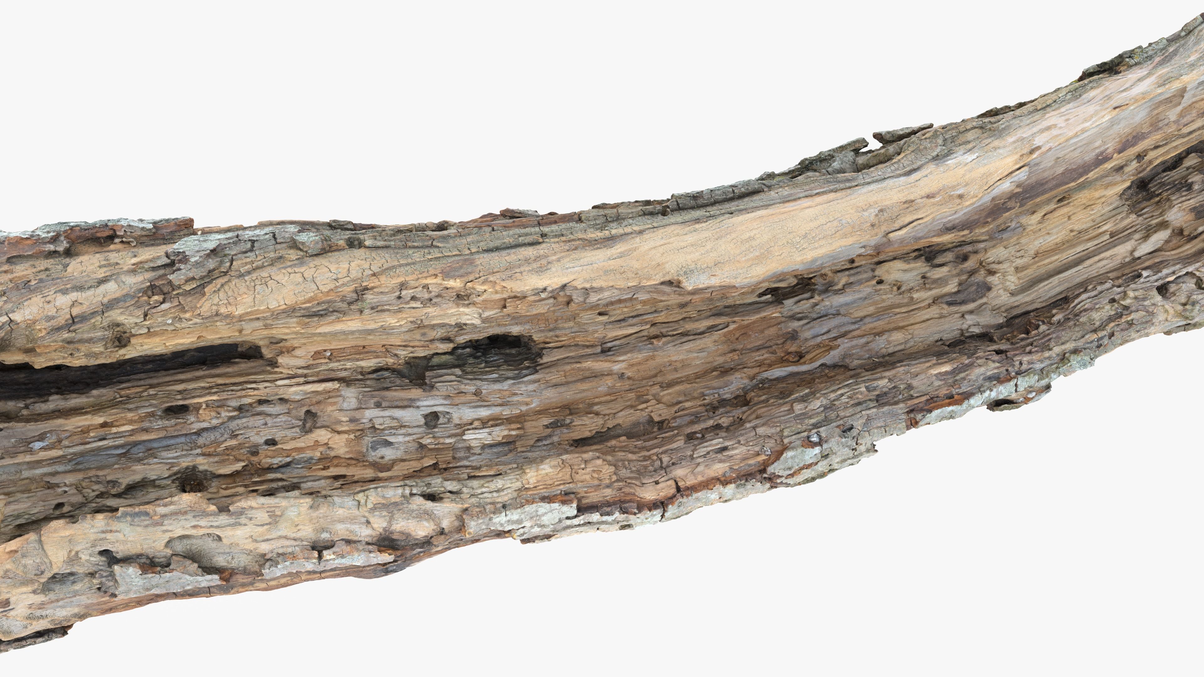 3D model Withered Tree Hide VR / AR / low-poly | CGTrader