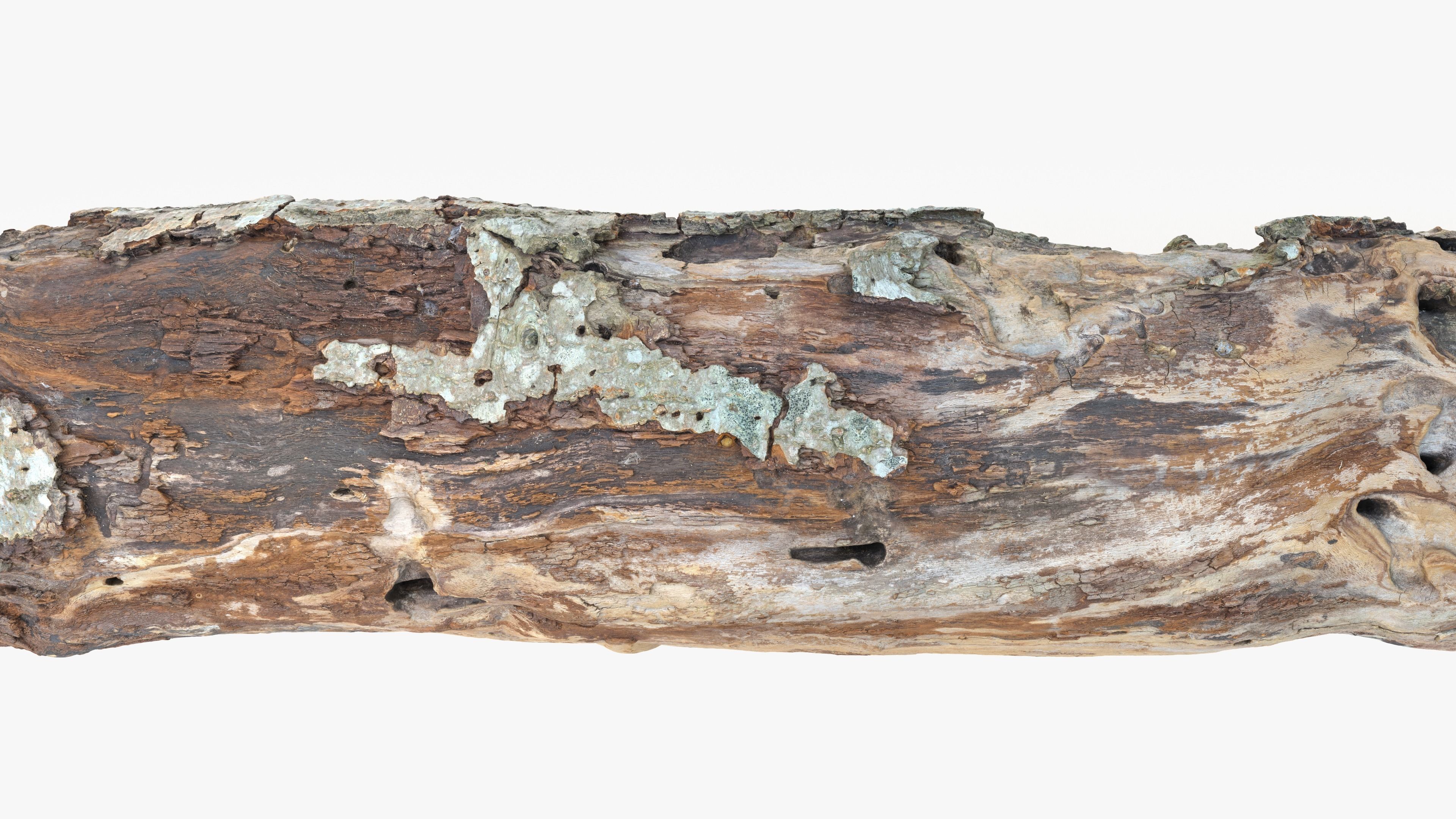 3D model Withered Tree Hide VR / AR / low-poly | CGTrader