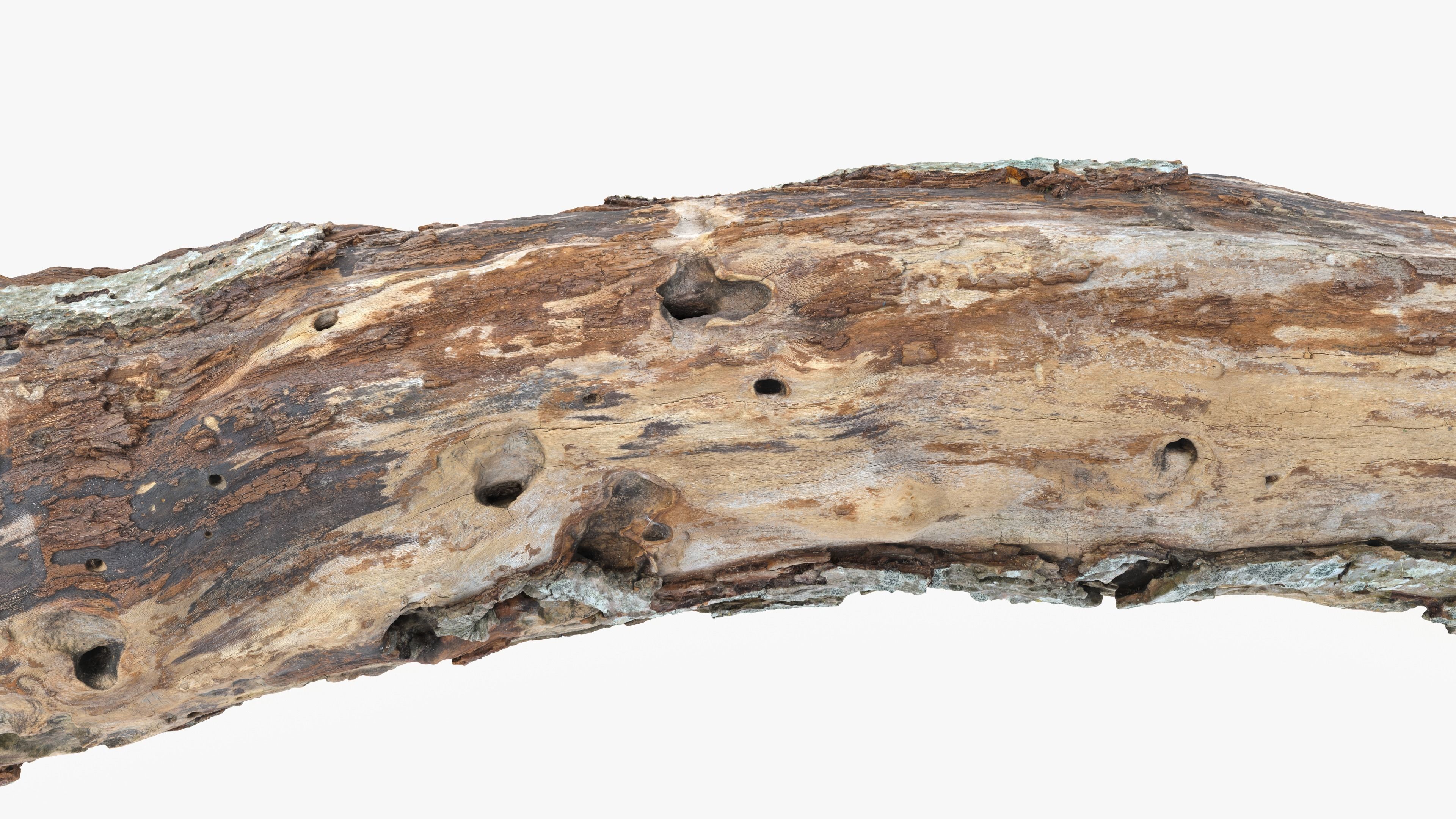 3D model Withered Tree Hide VR / AR / low-poly | CGTrader