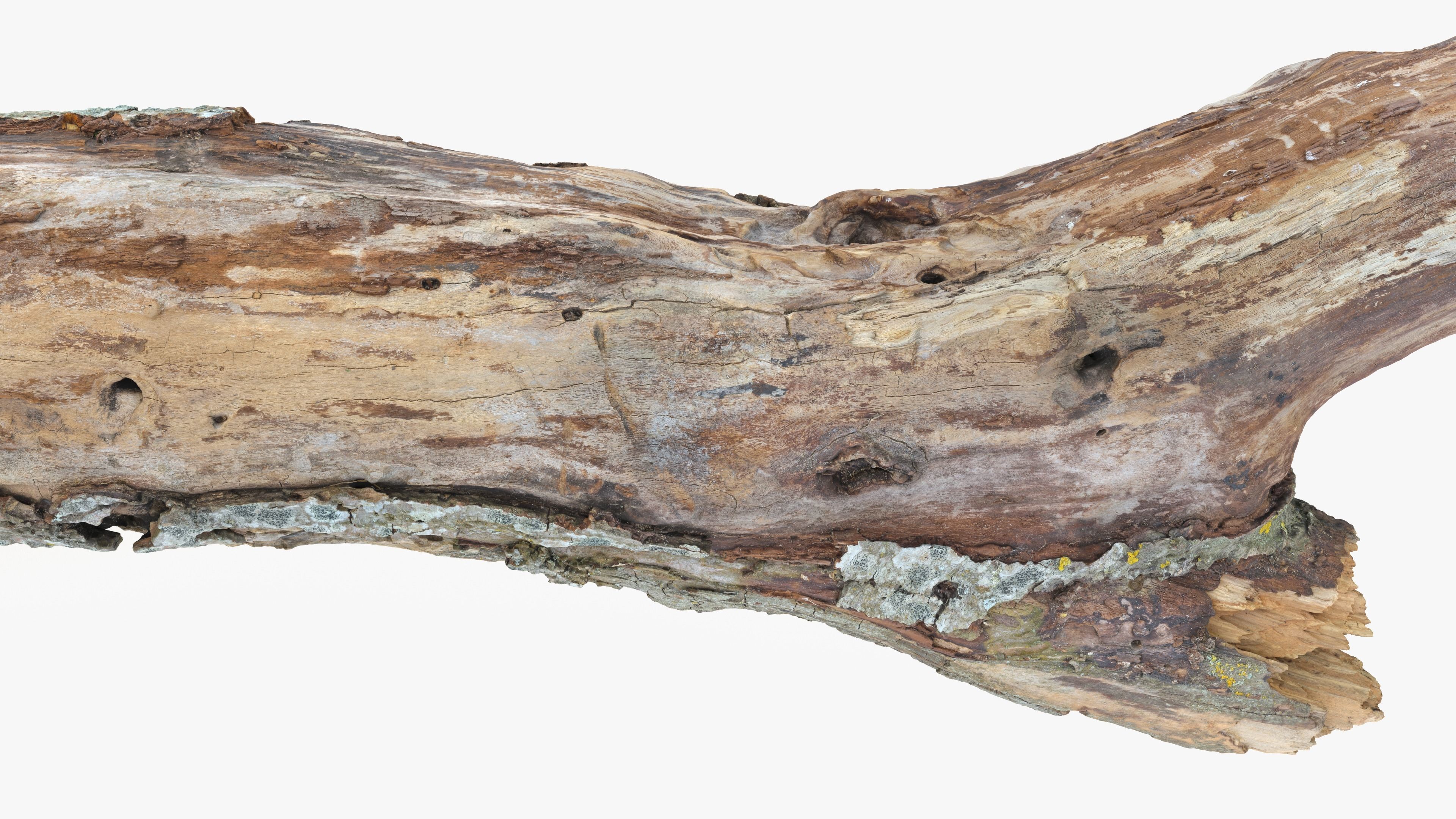 3D model Withered Tree Hide VR / AR / low-poly | CGTrader