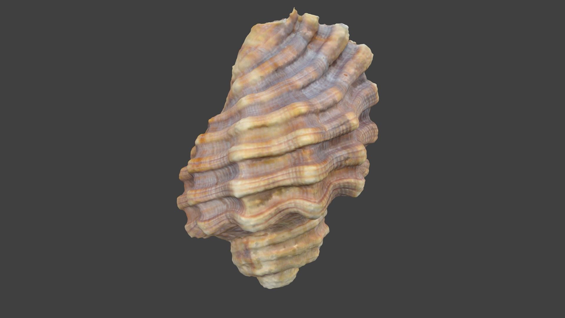 3D model Photoscanned Spiral Ridged Seashell VR / AR / low-poly | CGTrader