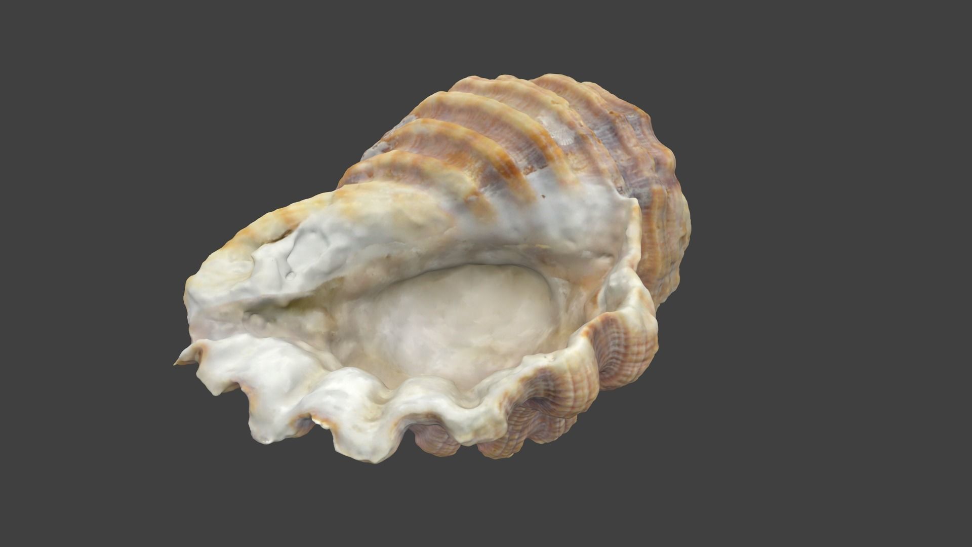 3D model Photoscanned Spiral Ridged Seashell VR / AR / low-poly | CGTrader