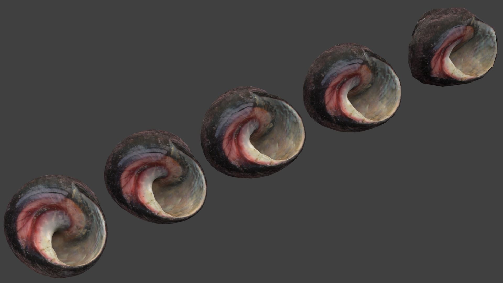 3D model Pink lipped topshell seashell photoscan VR / AR / low-poly ...