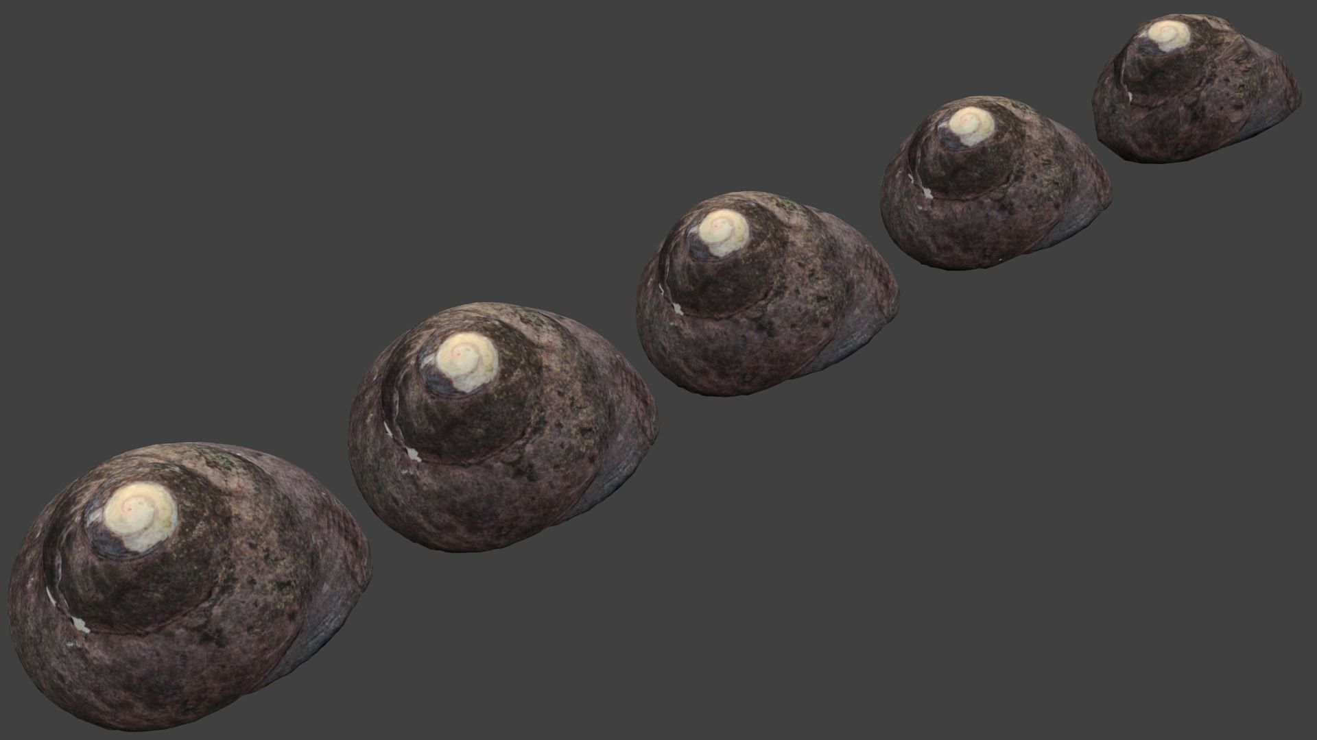 3D model Pink lipped topshell seashell photoscan VR / AR / low-poly ...