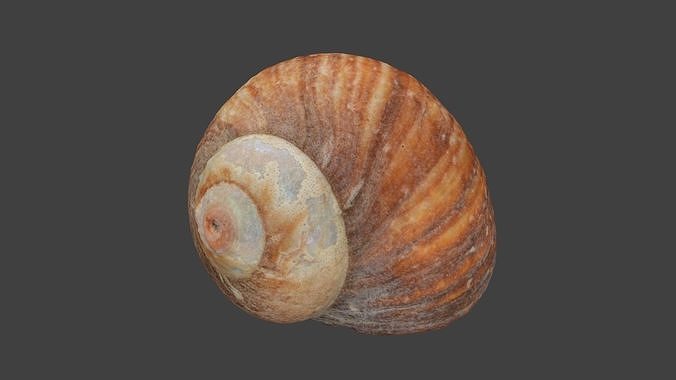 3D model Moon Shell Photoscan VR / AR / low-poly | CGTrader