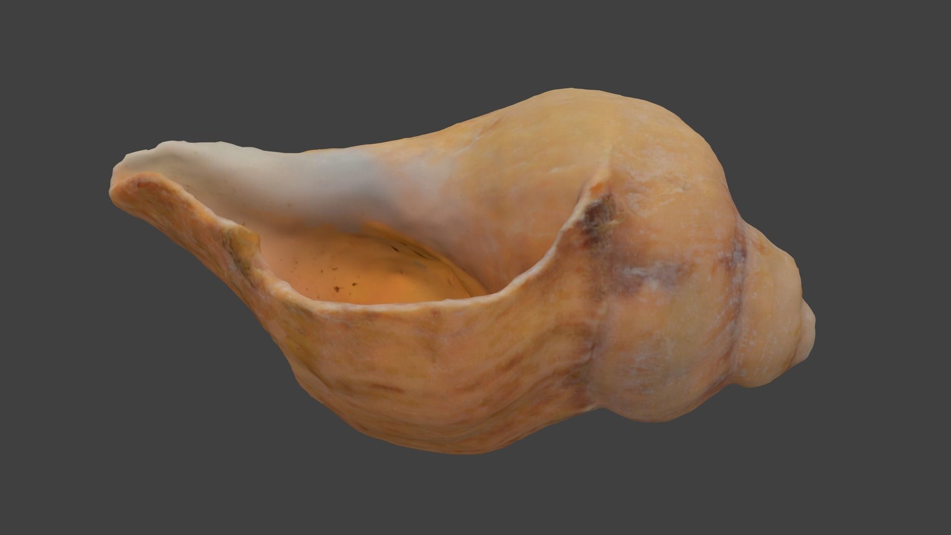 3D model Pointed Spiral Seashell Photoscan VR / AR / low-poly | CGTrader