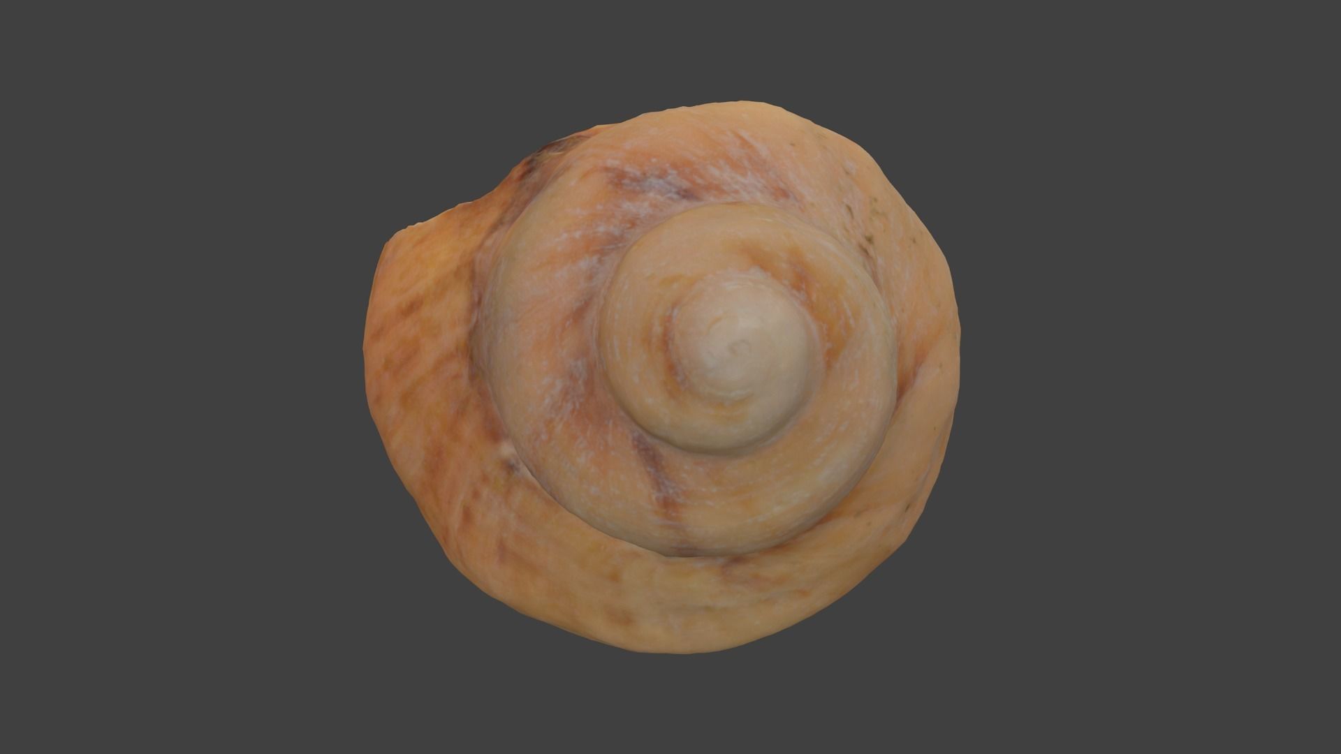 3D model Pointed Spiral Seashell Photoscan VR / AR / low-poly | CGTrader