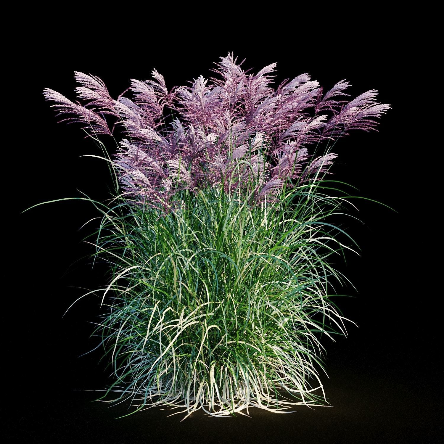 Miscanthus sinensis RED CHIEF 3D model | CGTrader