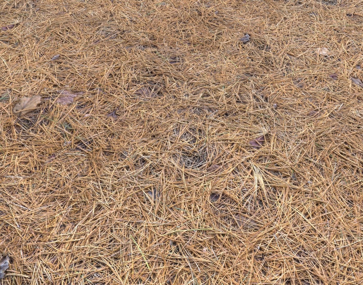 Forest dirt Pack 1 Texture | CGTrader