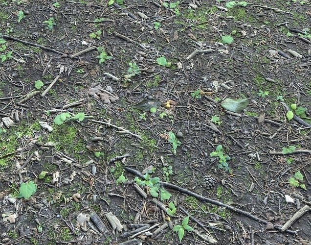 Forest dirt Pack 5 Texture | CGTrader