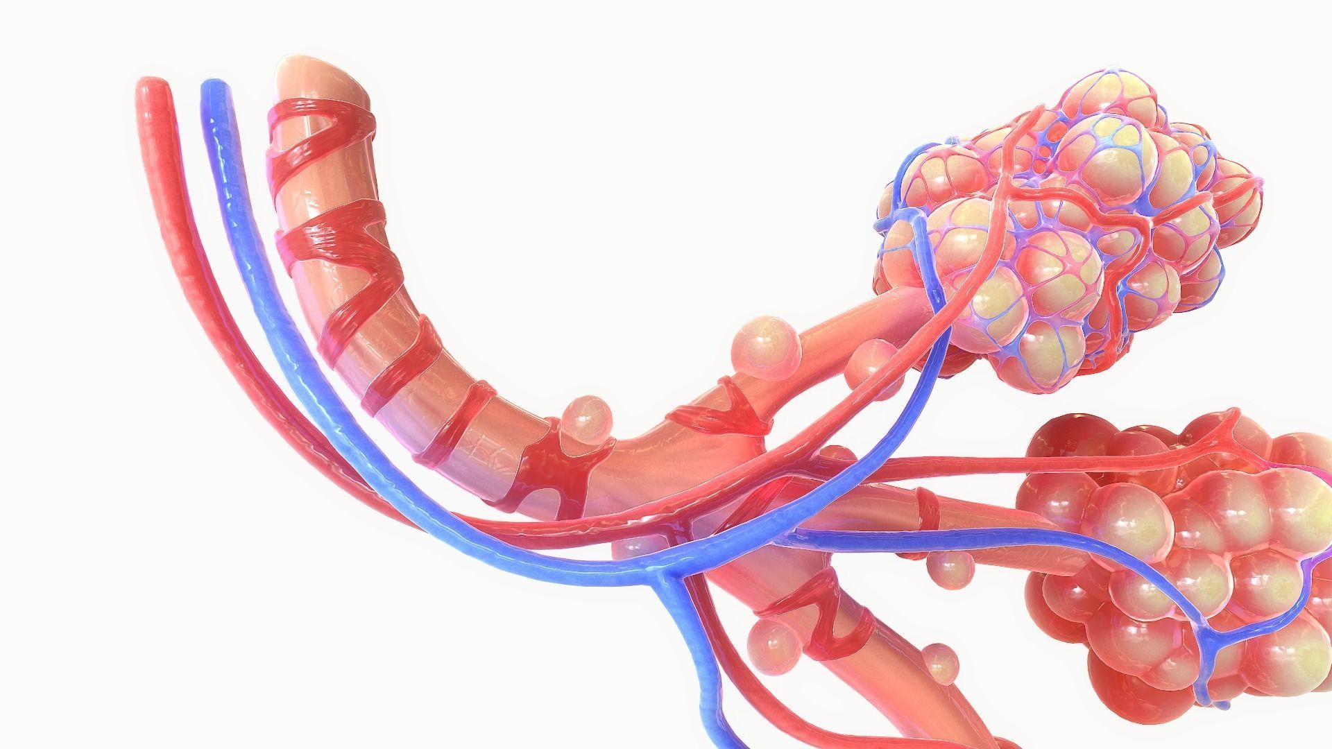 Realistic Human Bronchi Alveoli Anatomy 3D model | CGTrader