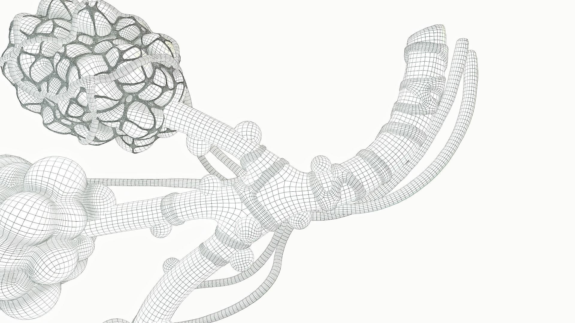 Realistic Human Bronchi Alveoli Anatomy 3D model | CGTrader