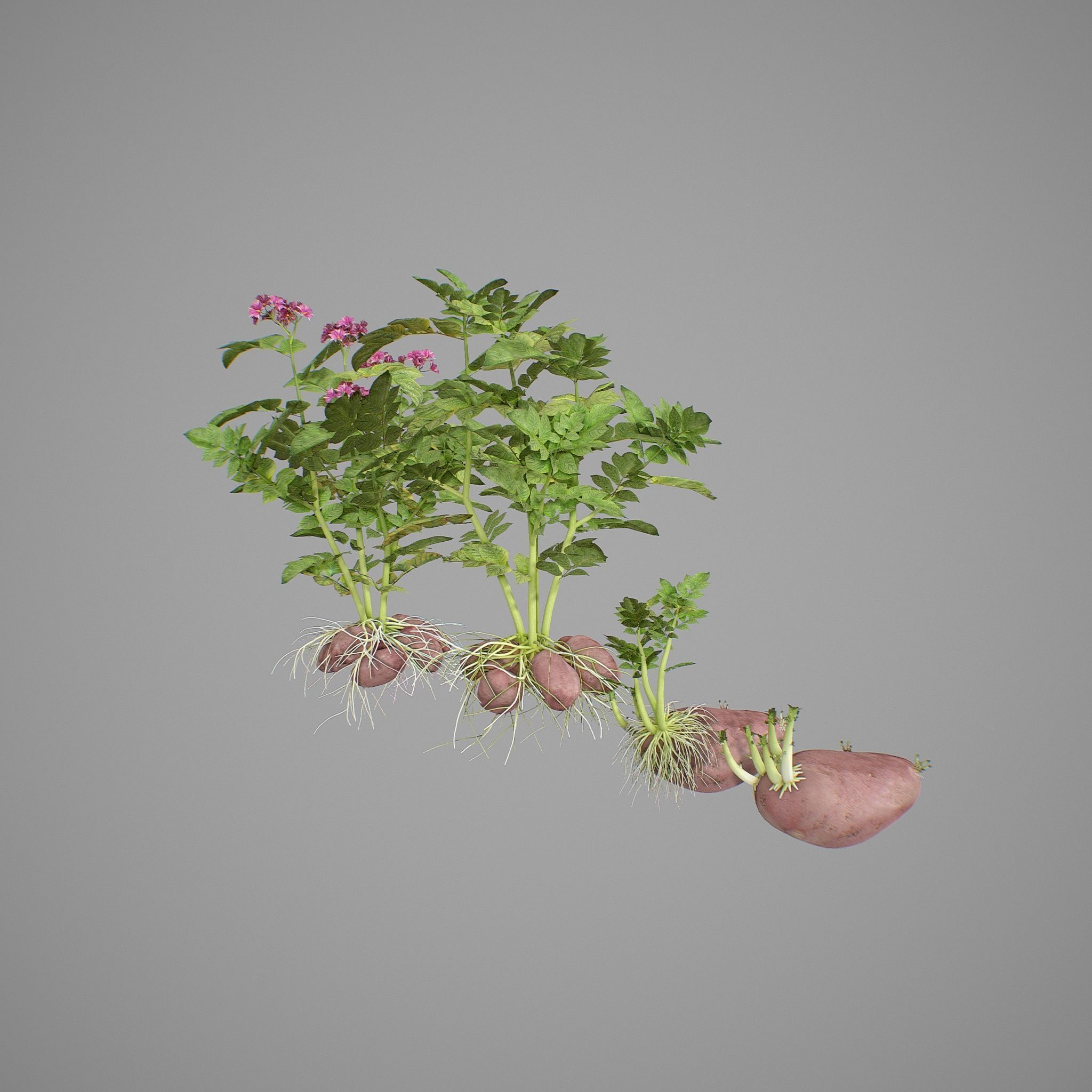 Potato tuber set 3D model | CGTrader