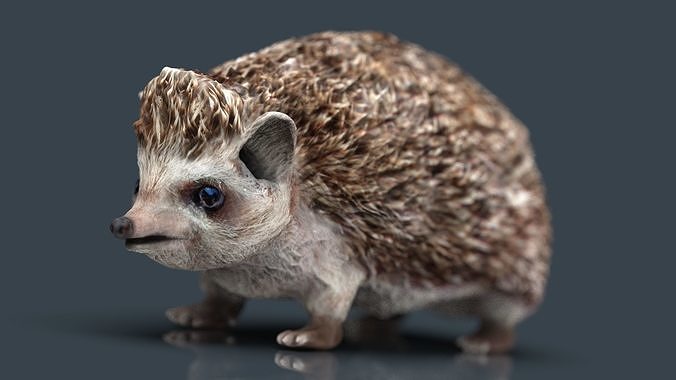 3D model Hedgehog VR / AR / low-poly | CGTrader