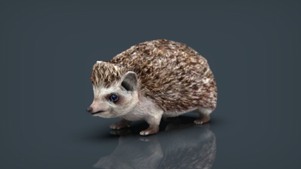 3D model Hedgehog VR / AR / low-poly | CGTrader