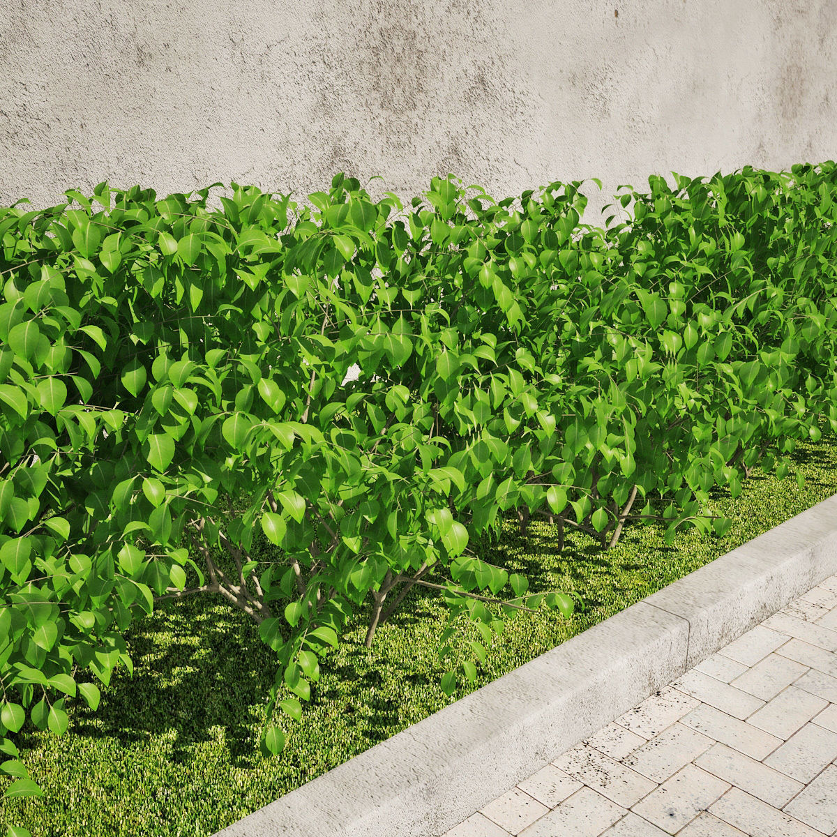 Hedge 03 3D model | CGTrader