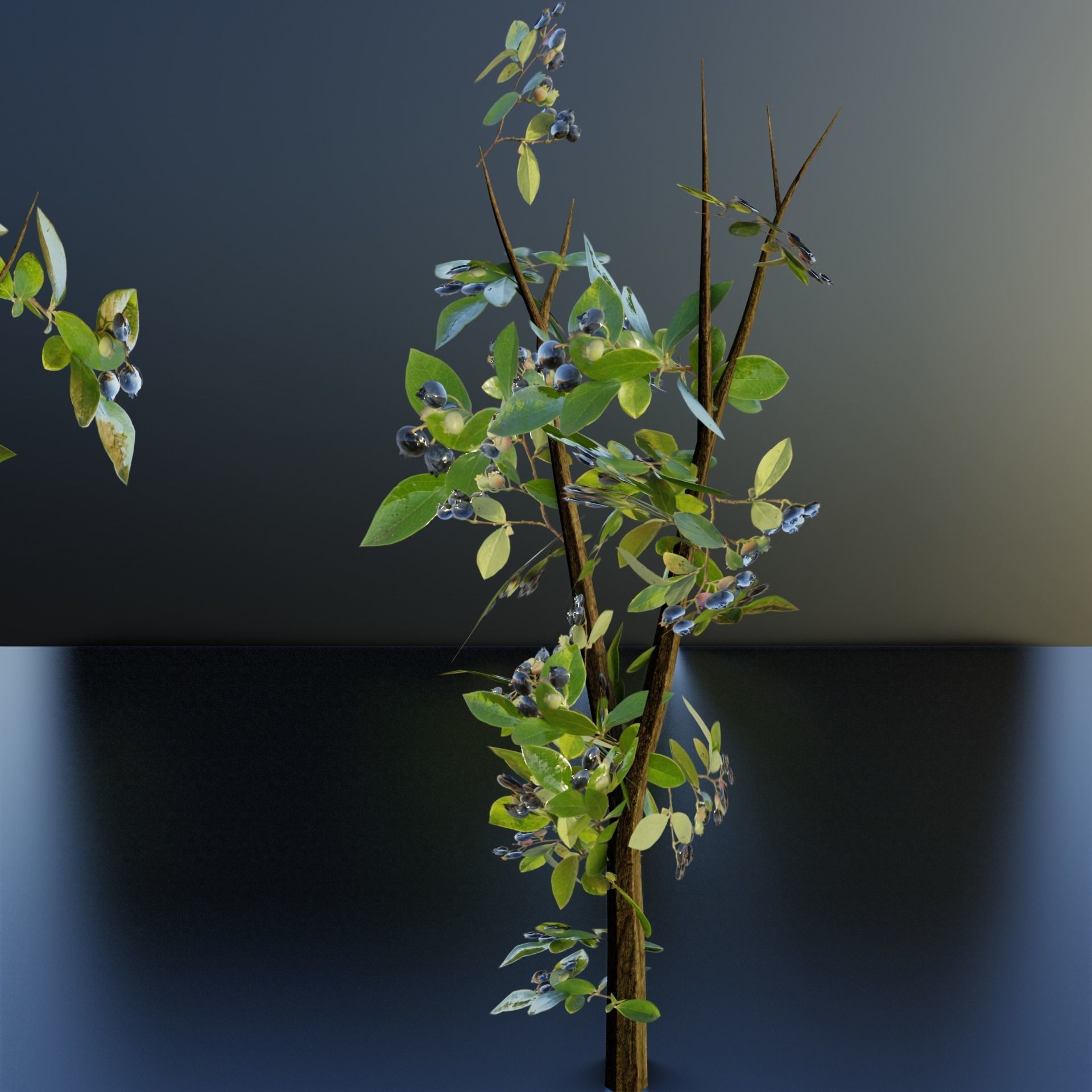 blue berry bushes 3d model with low polygon 3D model | CGTrader