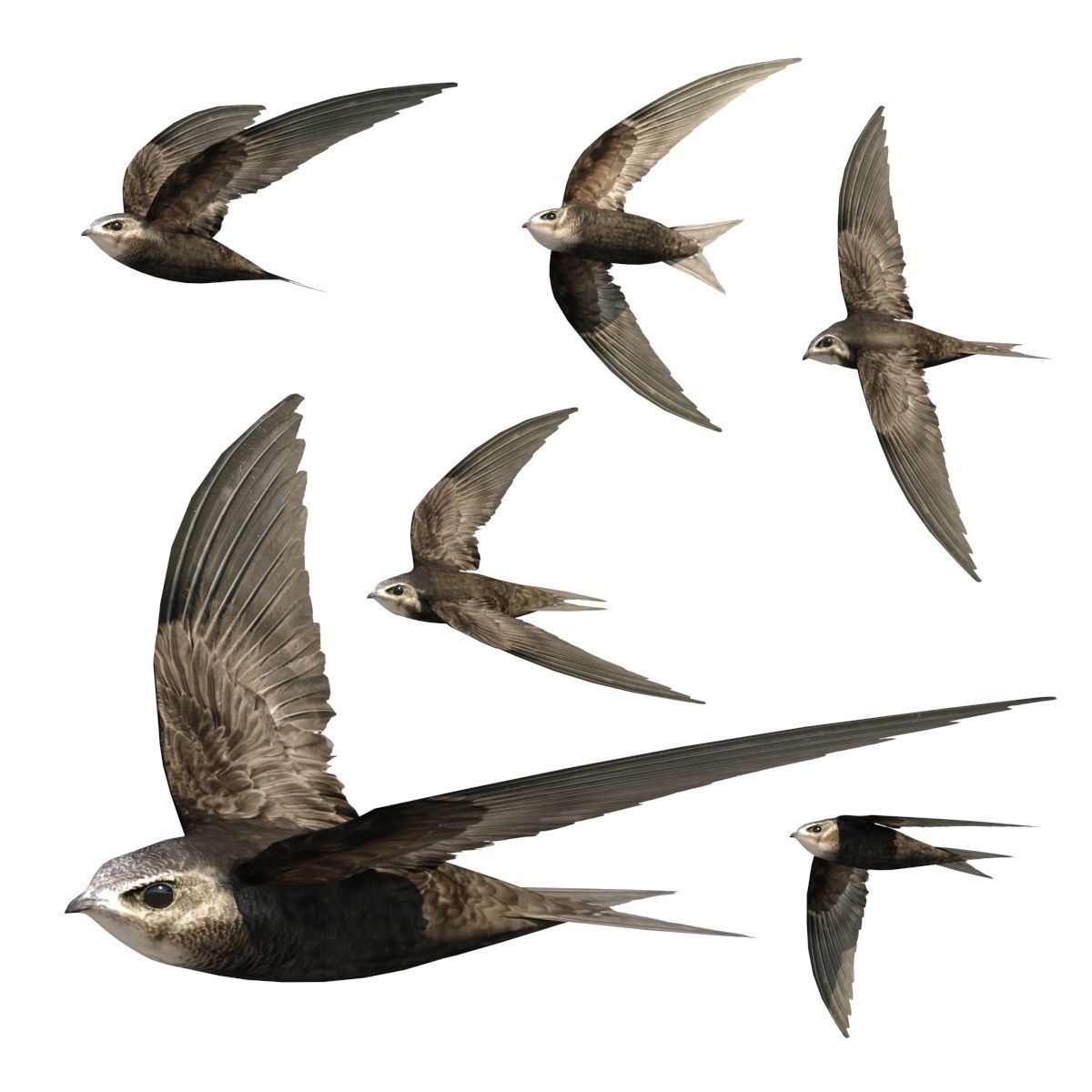 Common Swift 3D model | CGTrader