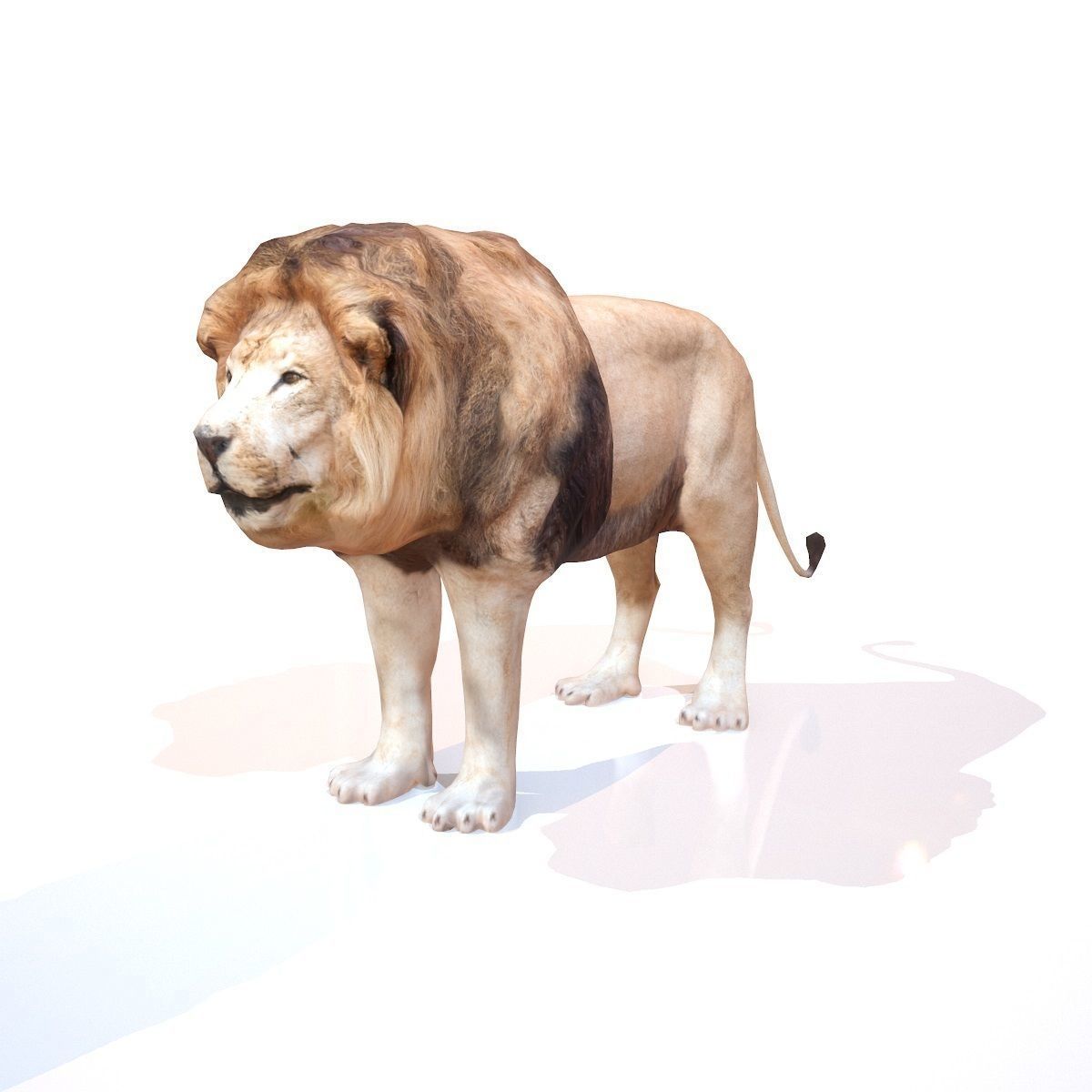 3D model Lion Cat VR / AR / low-poly | CGTrader