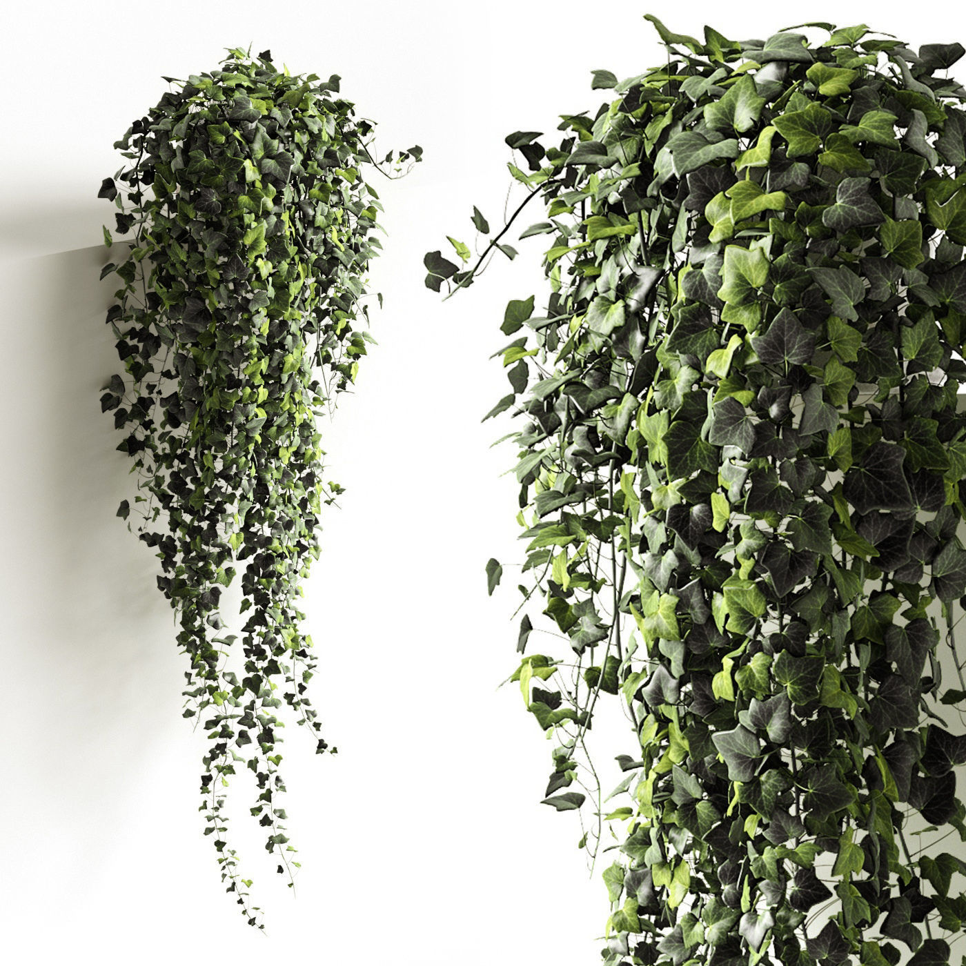 Hedera helix wonder long 3D model | CGTrader