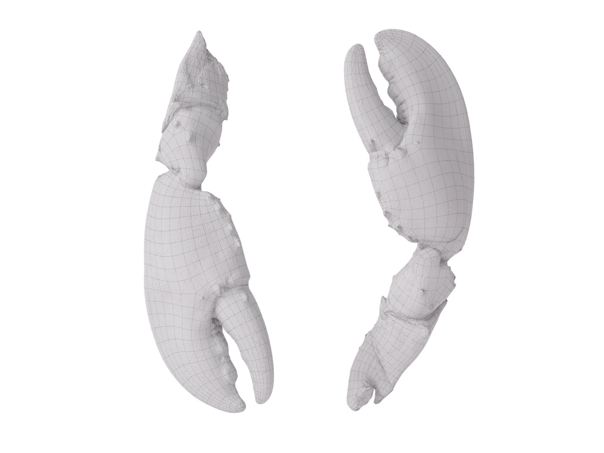 Lobster Claws Cooked 3D model | CGTrader