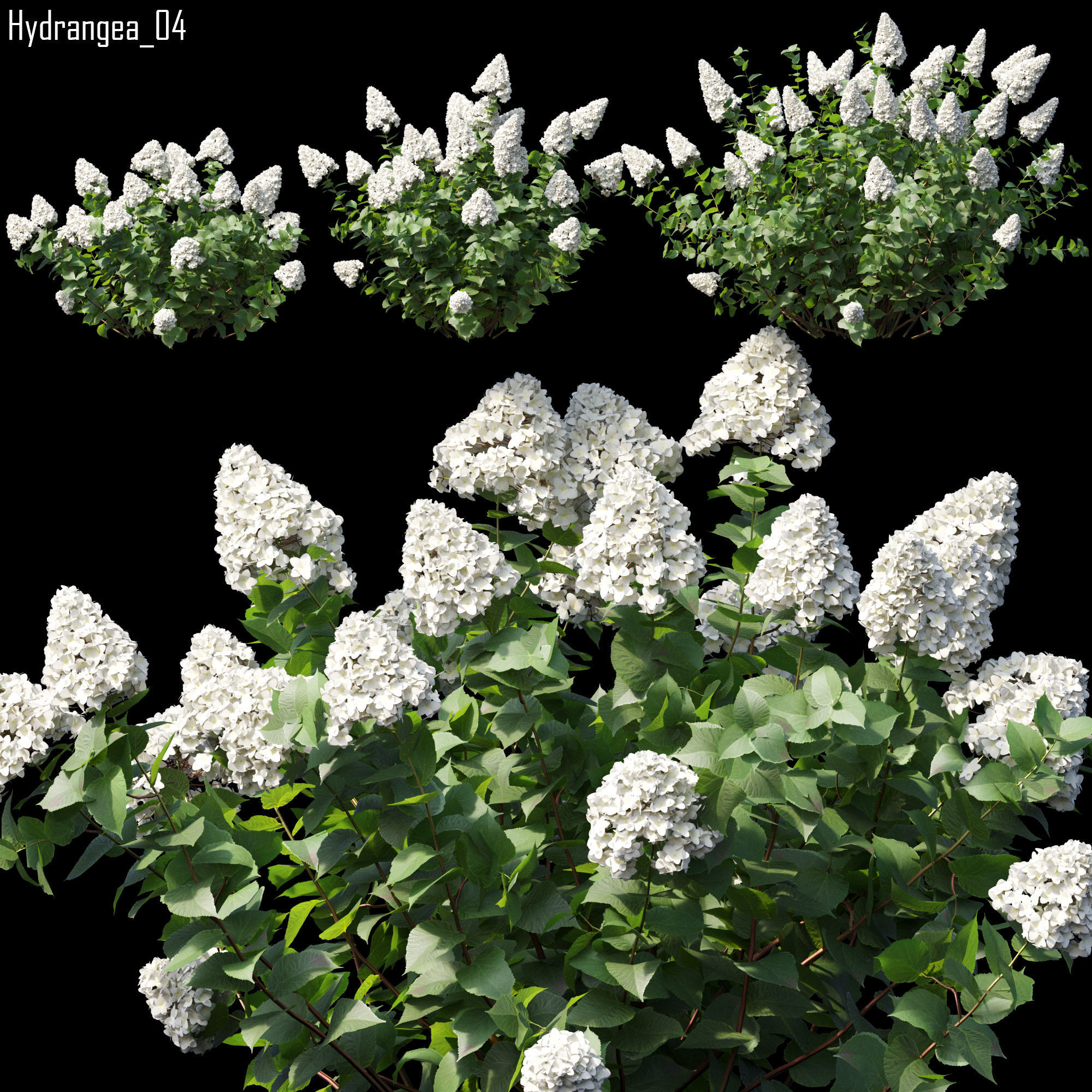 Hydrangea 04 3D model | CGTrader