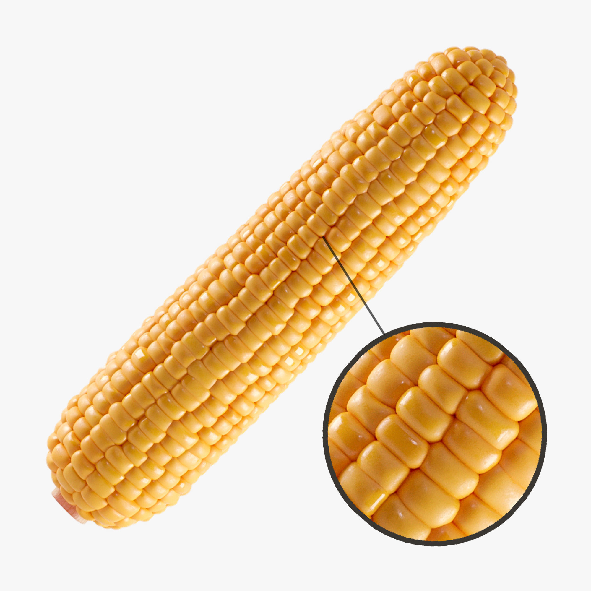 Photorealistic Corn 3D model | CGTrader