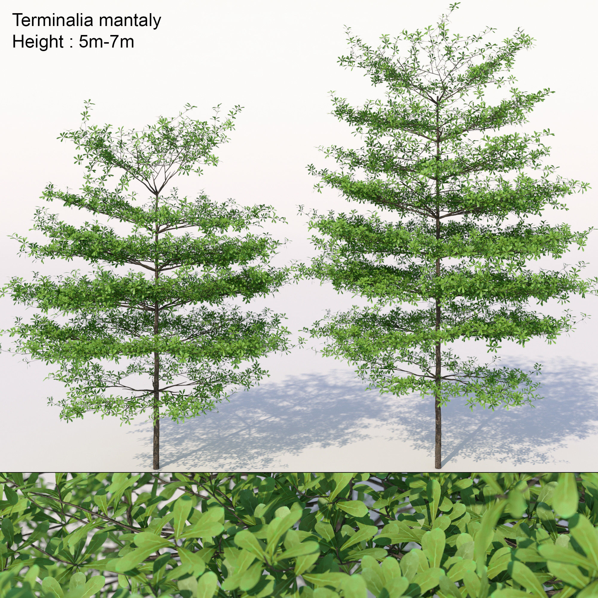 Terminalia mantaly 3D model | CGTrader